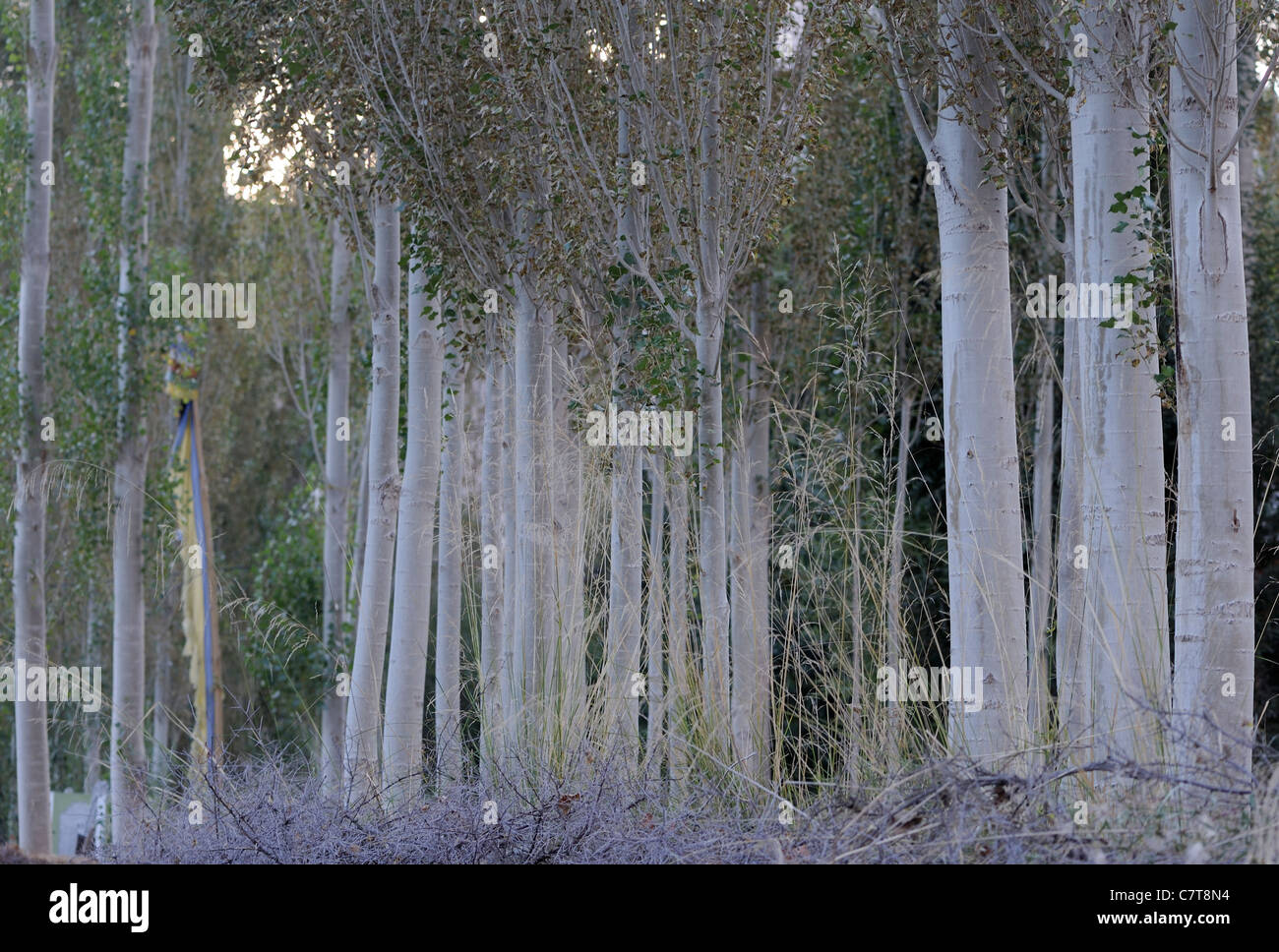A plantation of poplar (Populus species) trees surrounded by a fence of ...