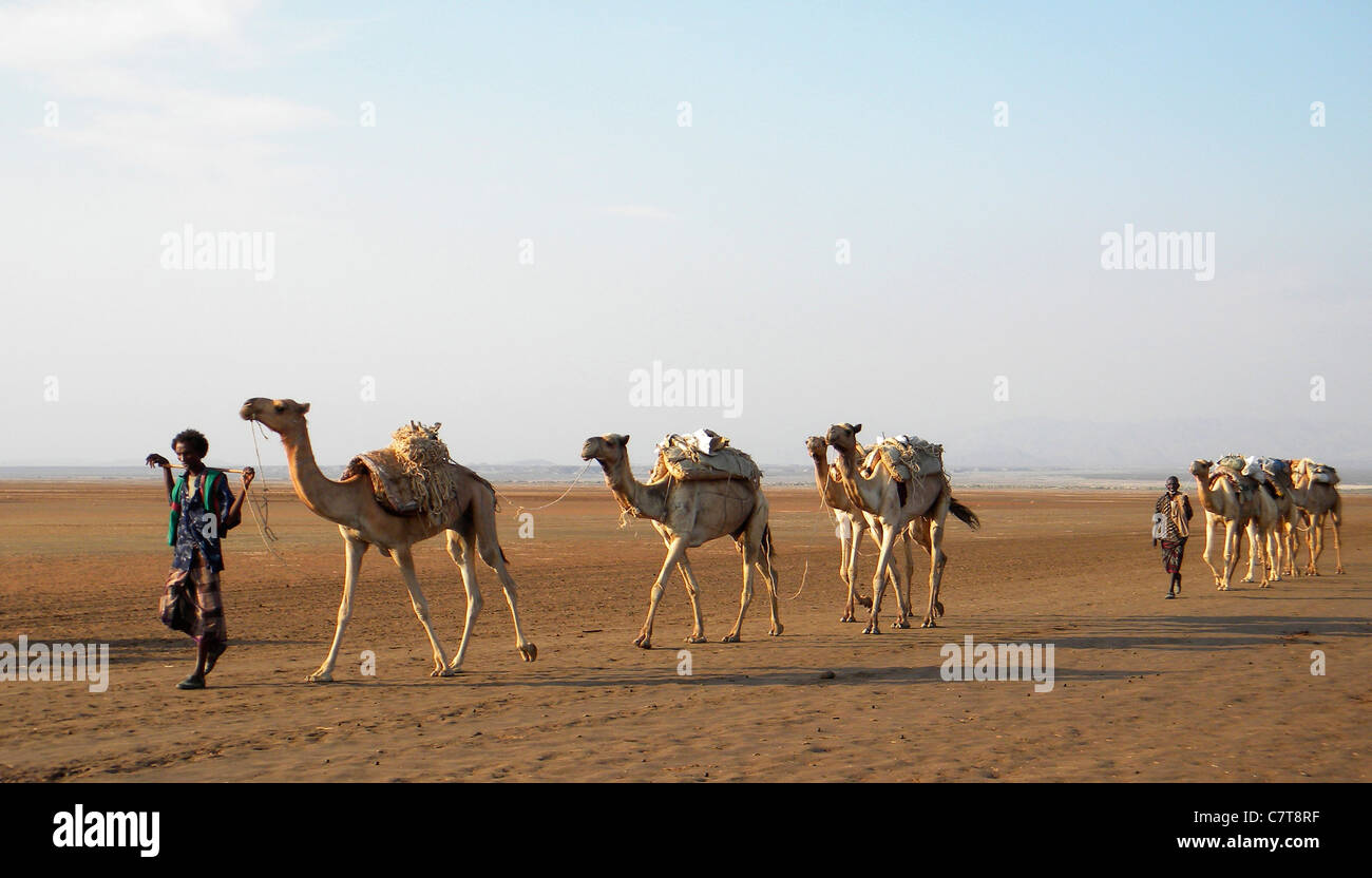 Africa, Ethiopia, Danakil, Afar Nomads caravan Stock Photo - Alamy