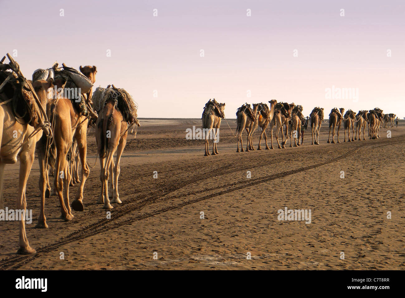 Afar ethiopia nomad hi-res stock photography and images - Alamy