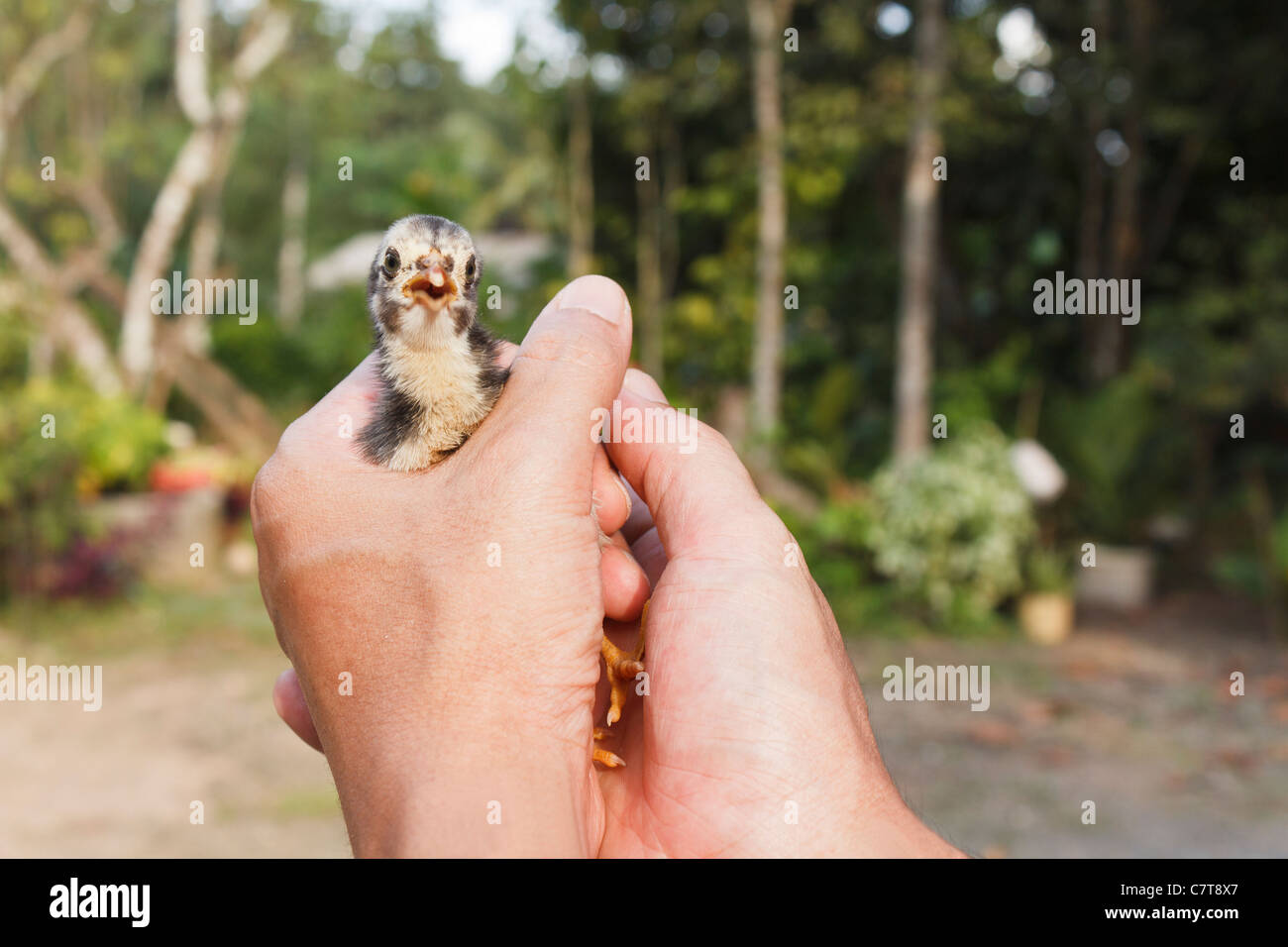 Baby chick in the man hands at Thailand farm Stock Photo - Alamy