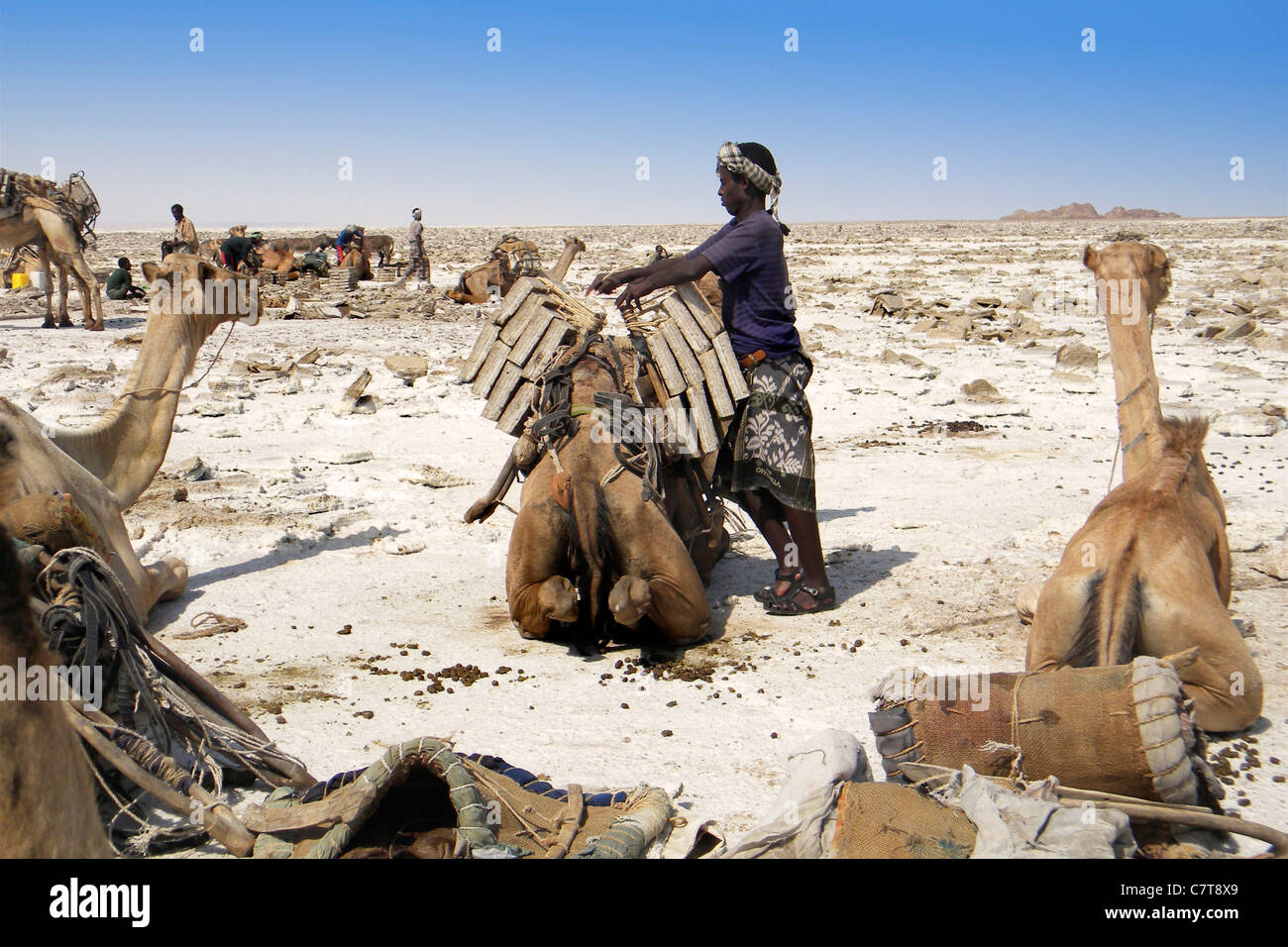 Africa, Ethiopia, Danakil, salt caravan Stock Photo - Alamy