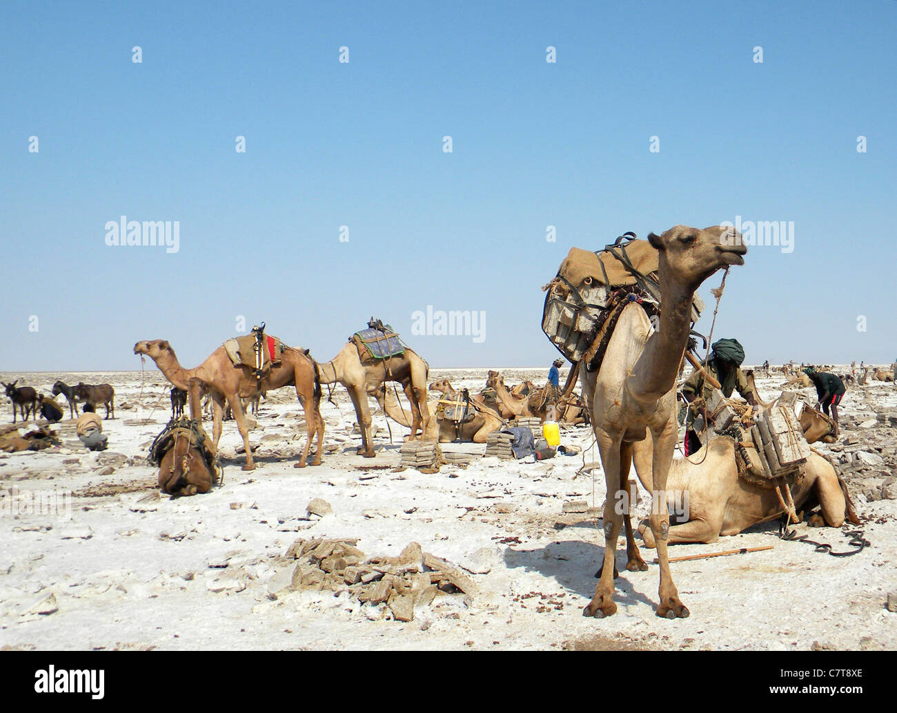 Africa, Ethiopia, Danakil, salt caravan Stock Photo - Alamy