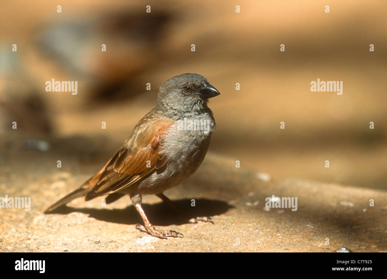 Grey Headed Sparrow Passer Griseus High Resolution Stock Photography ...