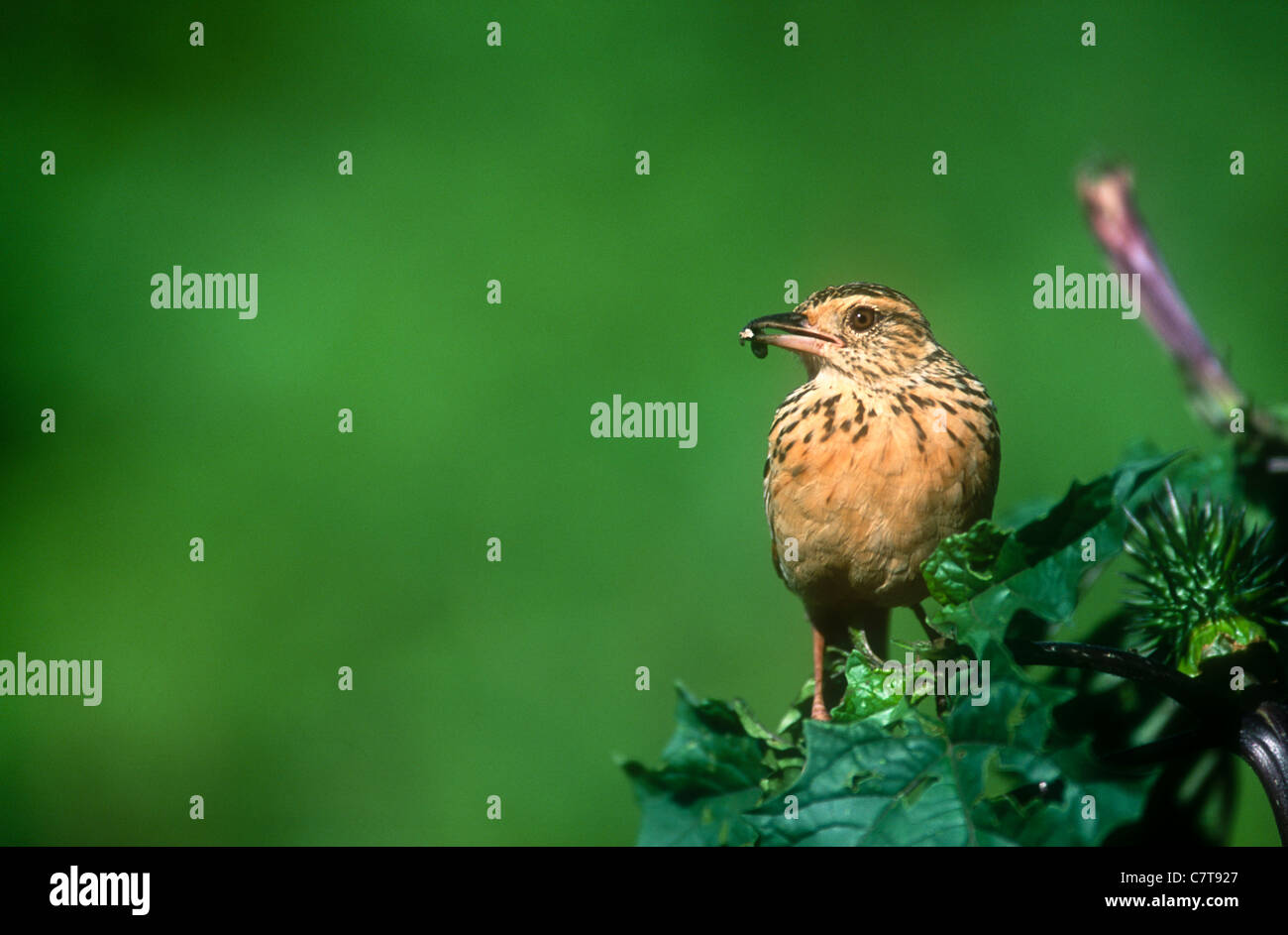 Red winged bush lark, Mirafra hypermetra, Ngorongoro Crater, Tanzania ...