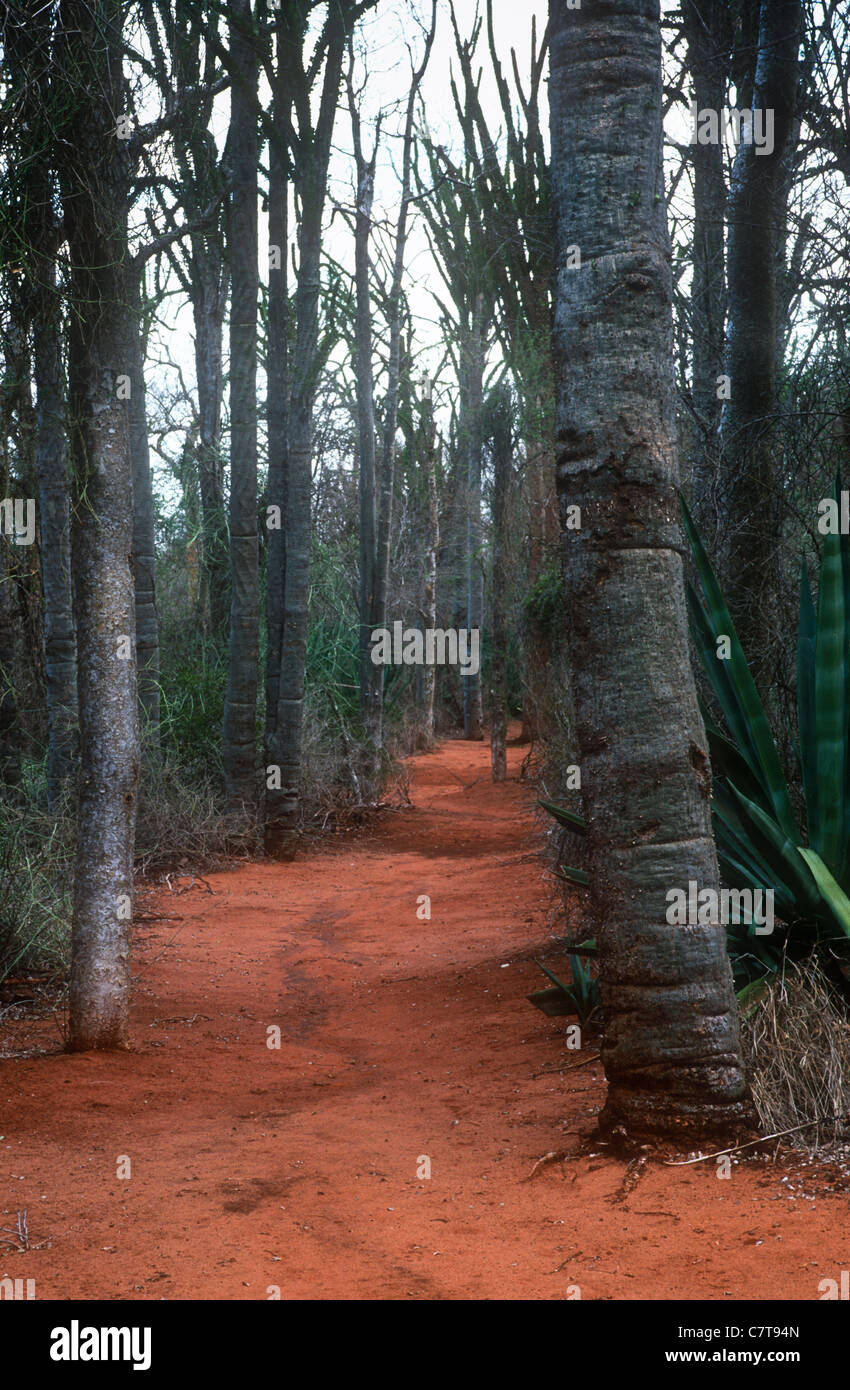 Spiny forest, Berenty, Madagascar Stock Photo - Alamy
