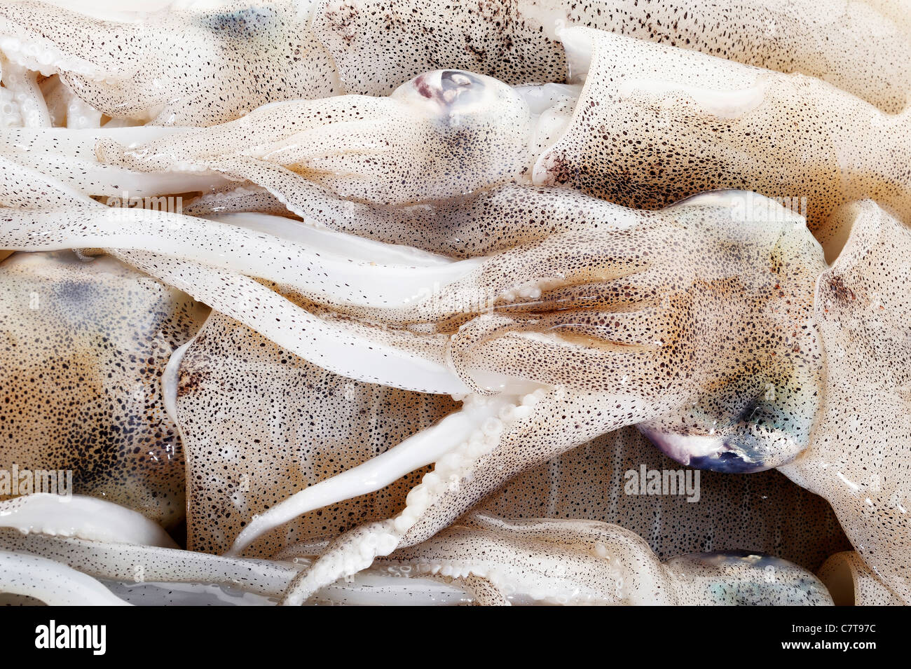 Palpus hi-res stock photography and images - Alamy