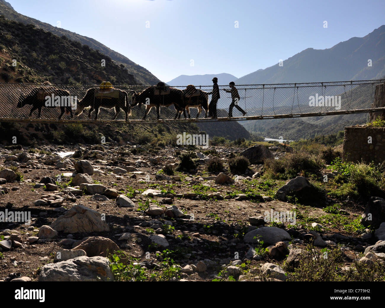 Yak transports crossing Tumkot bridge, Humla Stock Photo - Alamy