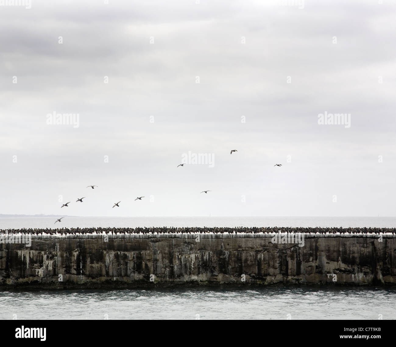 Dock with birds hi-res stock photography and images - Alamy