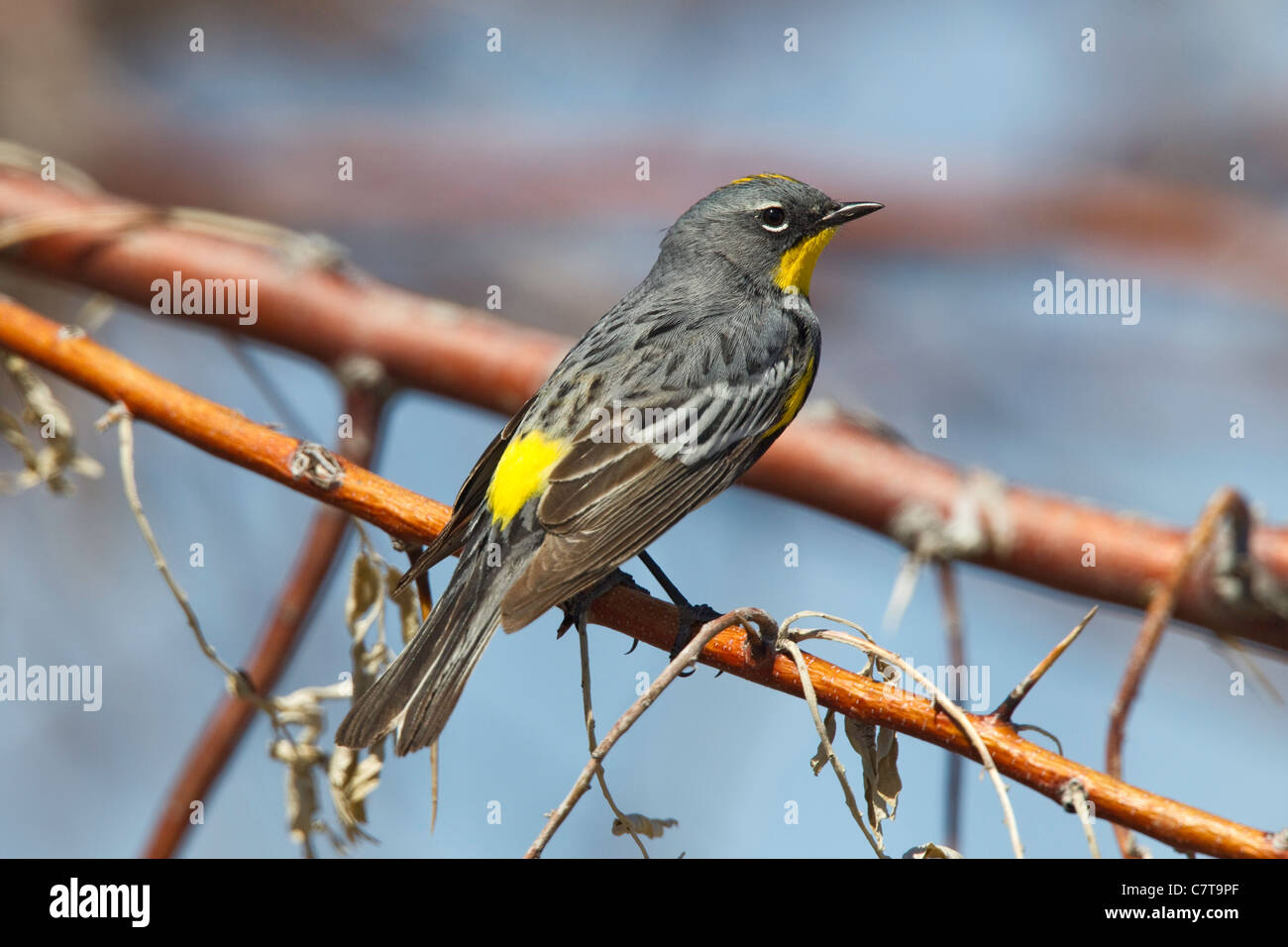 Yellow-rumped Warbler Dendroica coronata Summer Lake, Oregon, United ...