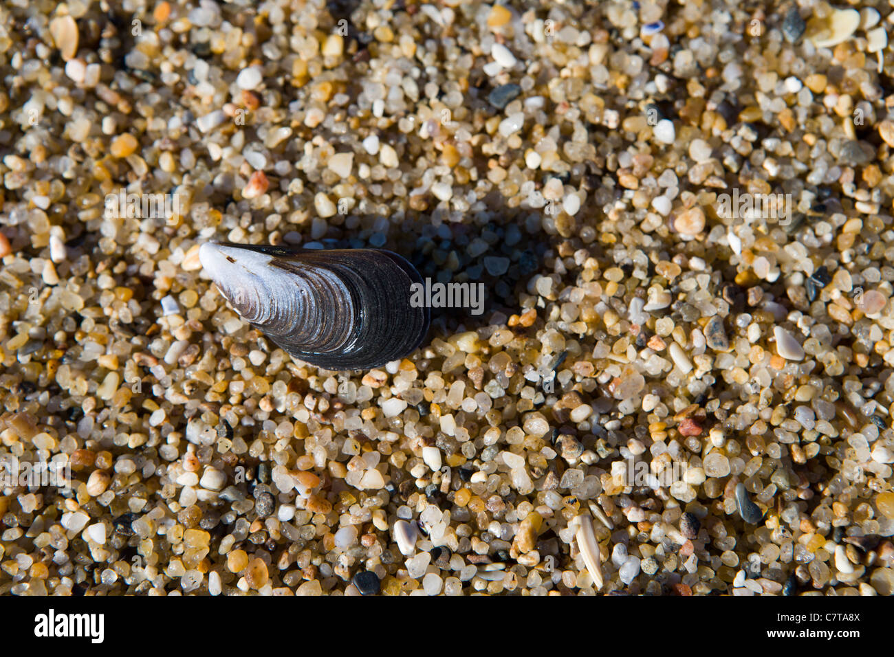 Close up of mussel hi-res stock photography and images - Alamy