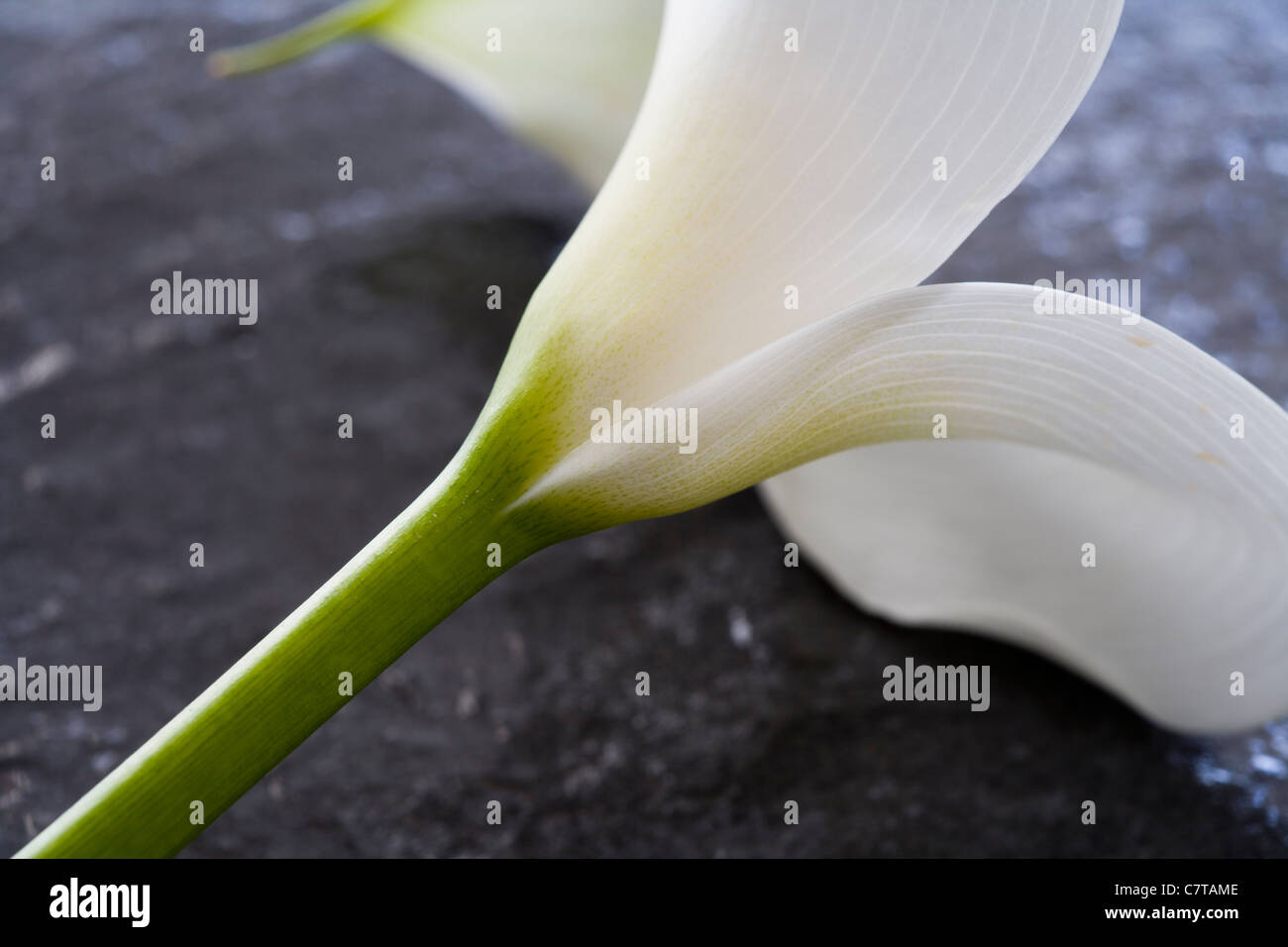 Close up flower head calla lily hi-res stock photography and images - Alamy