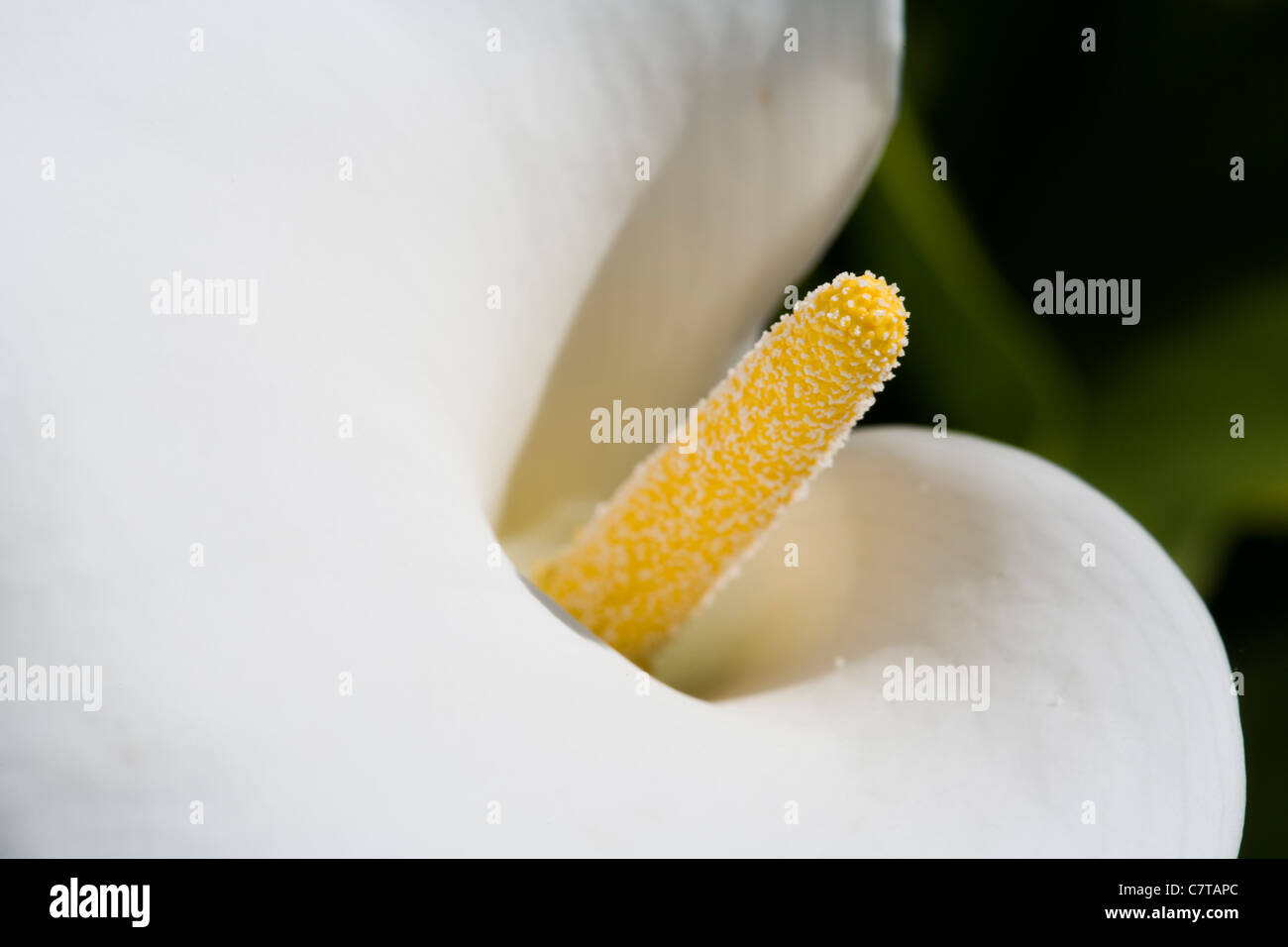 Close up flower head calla lily hi-res stock photography and images - Alamy