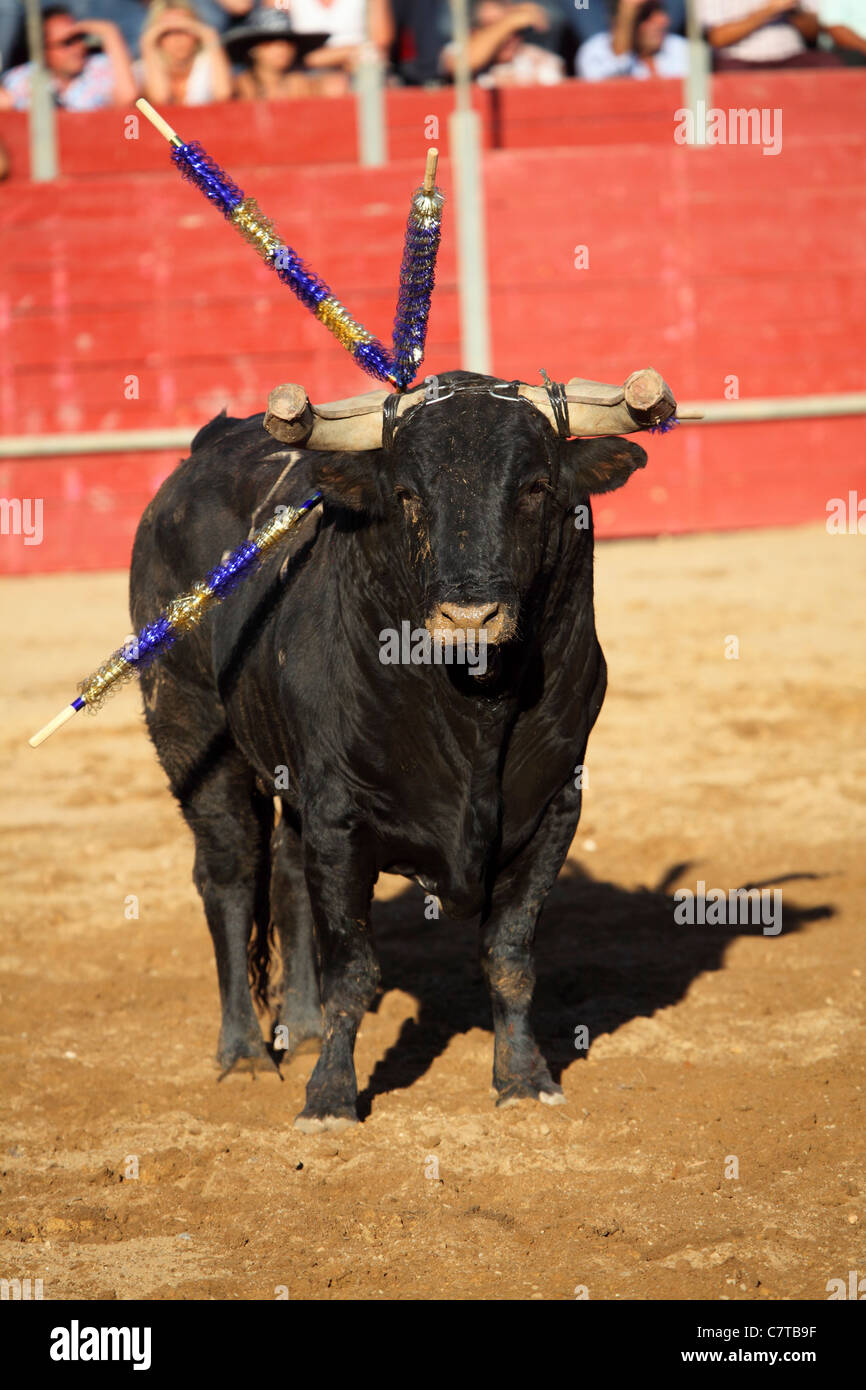 A bull stands in bullring during a bullfight in Portugal Stock Photo ...