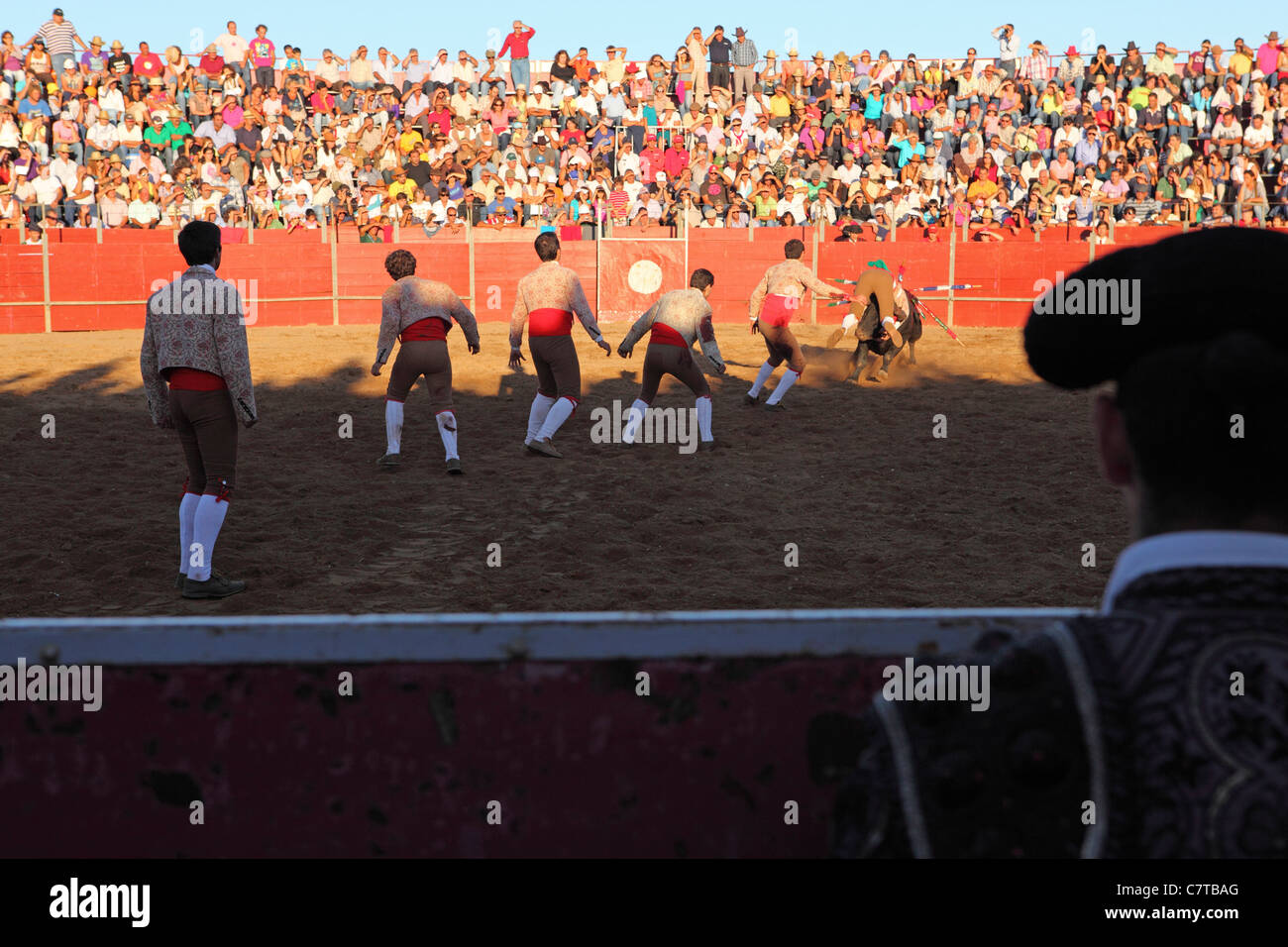A team of bullfighters (Forcados) attempt to stop a charging bull ...