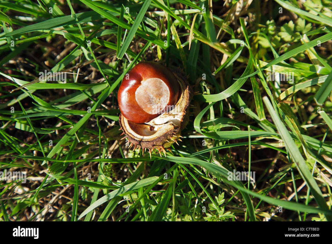 Single conker in shell on the ground Stock Photo - Alamy