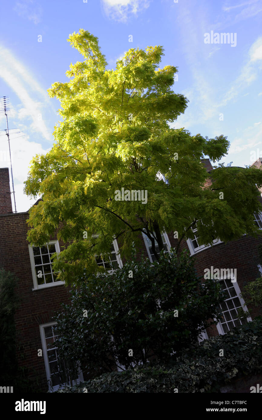 Captured in St Johns Wood, a fine example of robin pseudo acacia frisia ...
