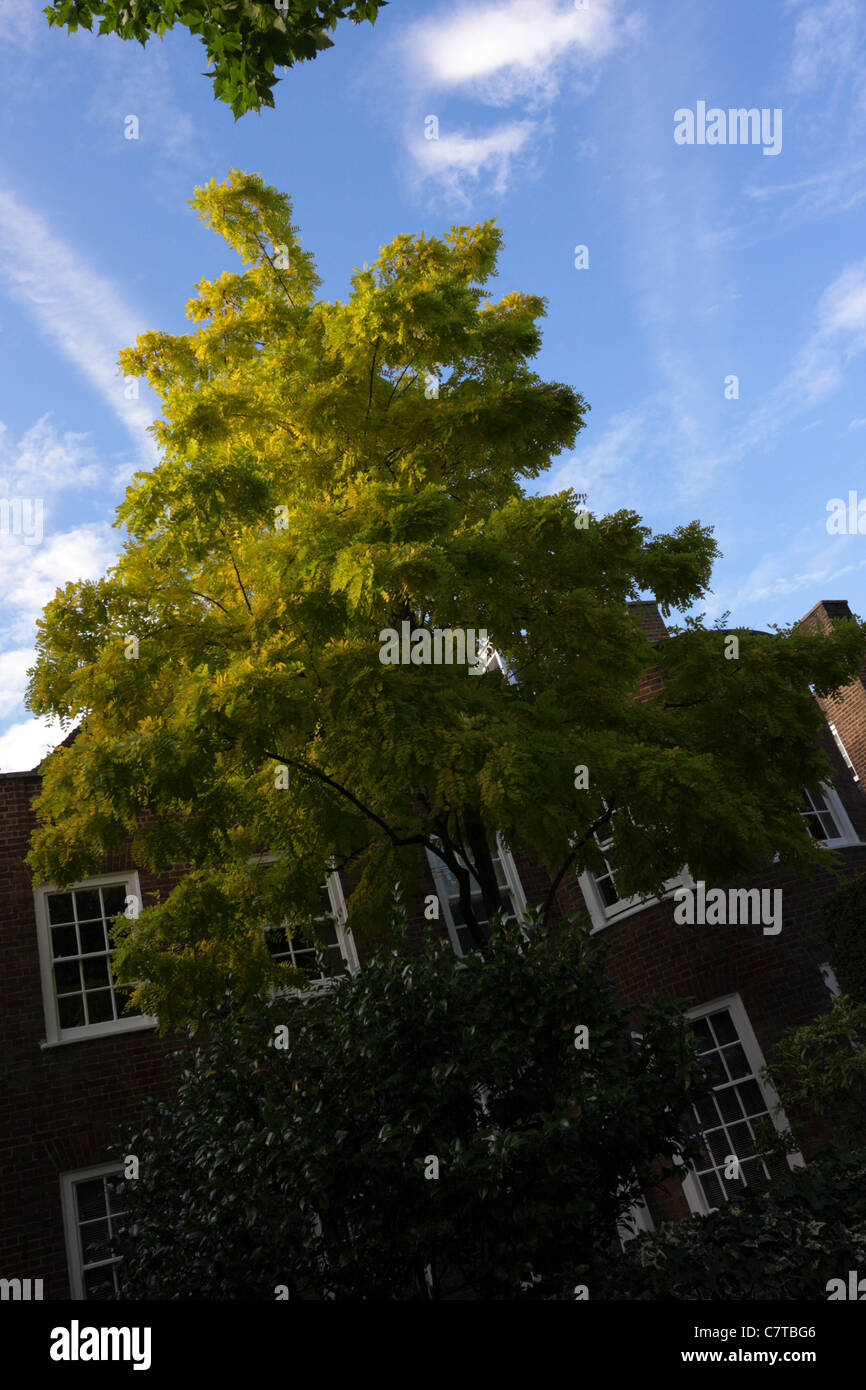 Captured in St Johns Wood, a fine example of robin pseudo acacia frisia ...