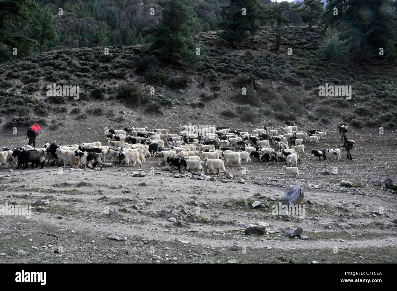 Yak goat sheep hi-res stock photography and images - Alamy