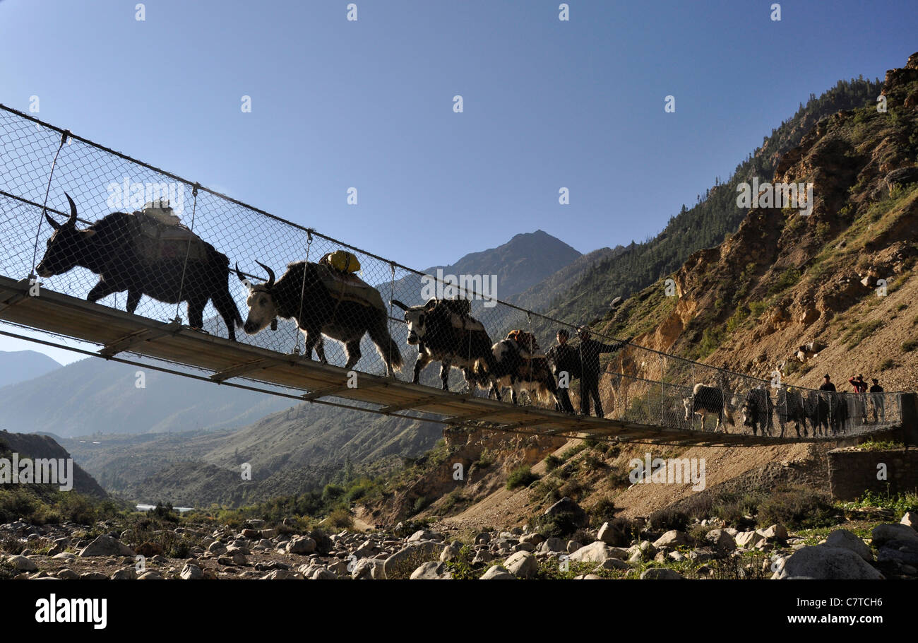 Caravans are crossing the Tumkot suspension bridge Stock Photo - Alamy