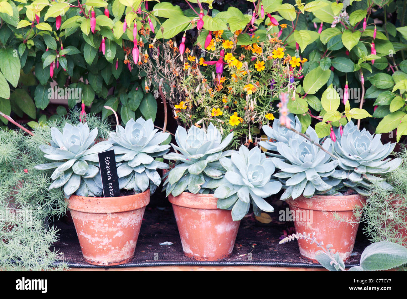Mixed Potting Plants Stock Photo - Alamy