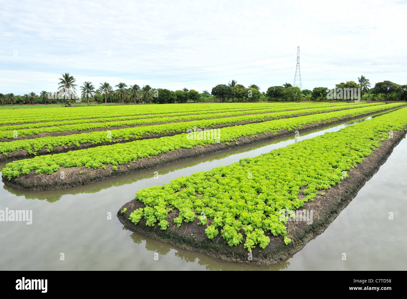 Lettuce in farm Stock Photo - Alamy