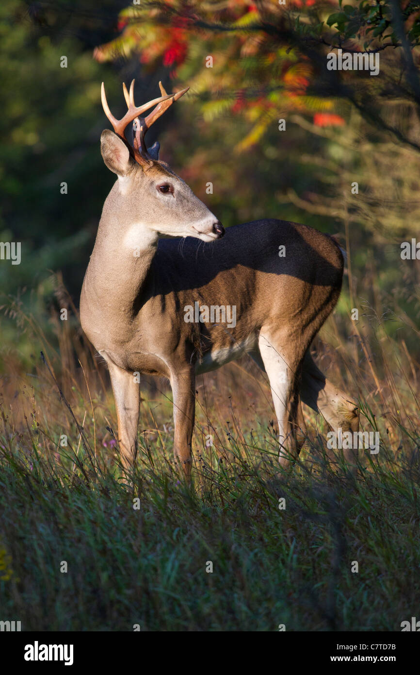 A young whitetail deer buck looking to the side Stock Photo - Alamy