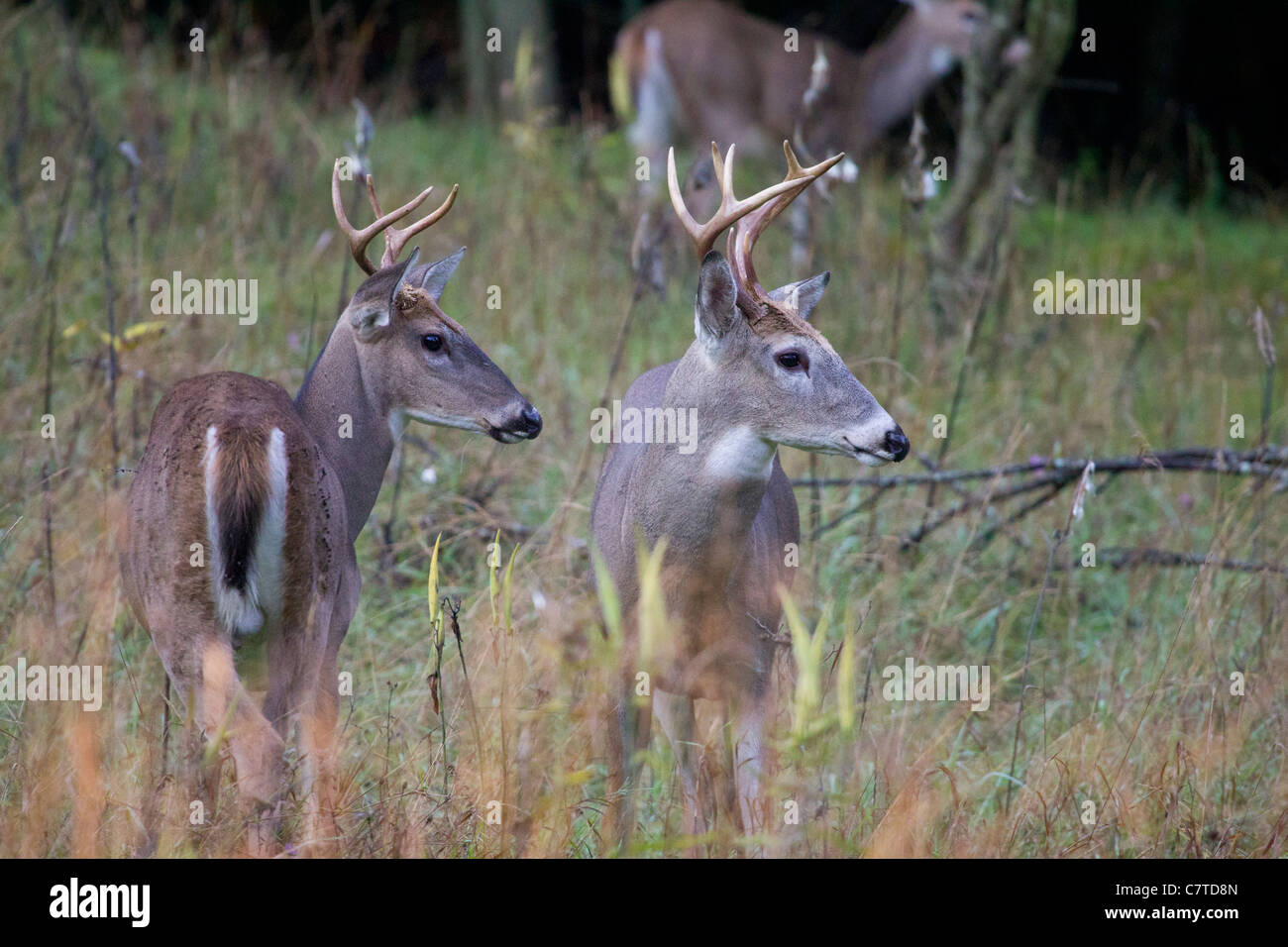 Two whitetail deer bucks looking to the side Stock Photo - Alamy