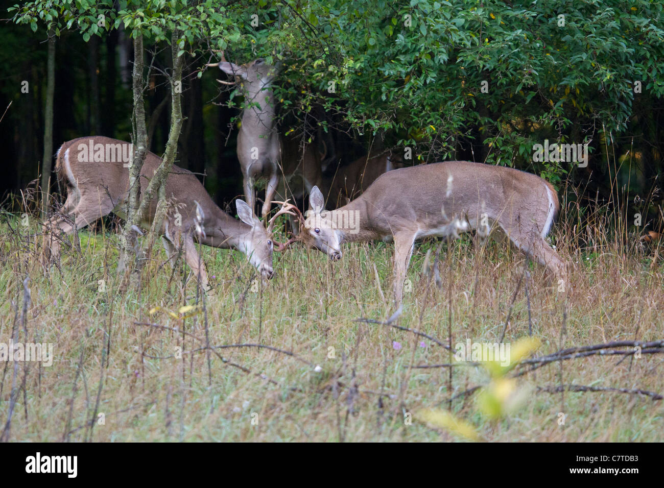 The Clash Between Two Deer Resembles a Graceful Dance Rather Than a ...