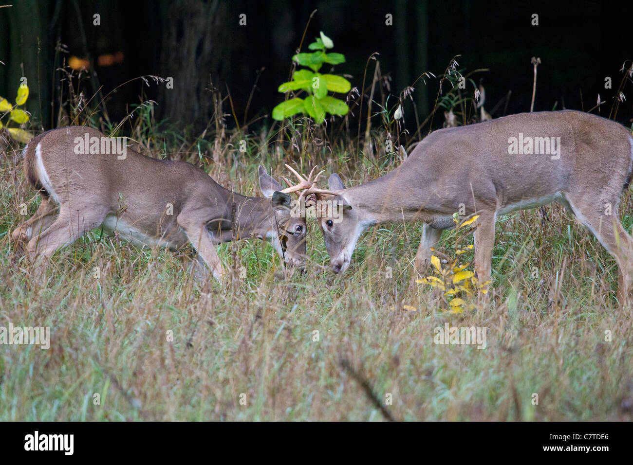 Two whitetail deer bucks fighting each other for dominance Stock Photo ...