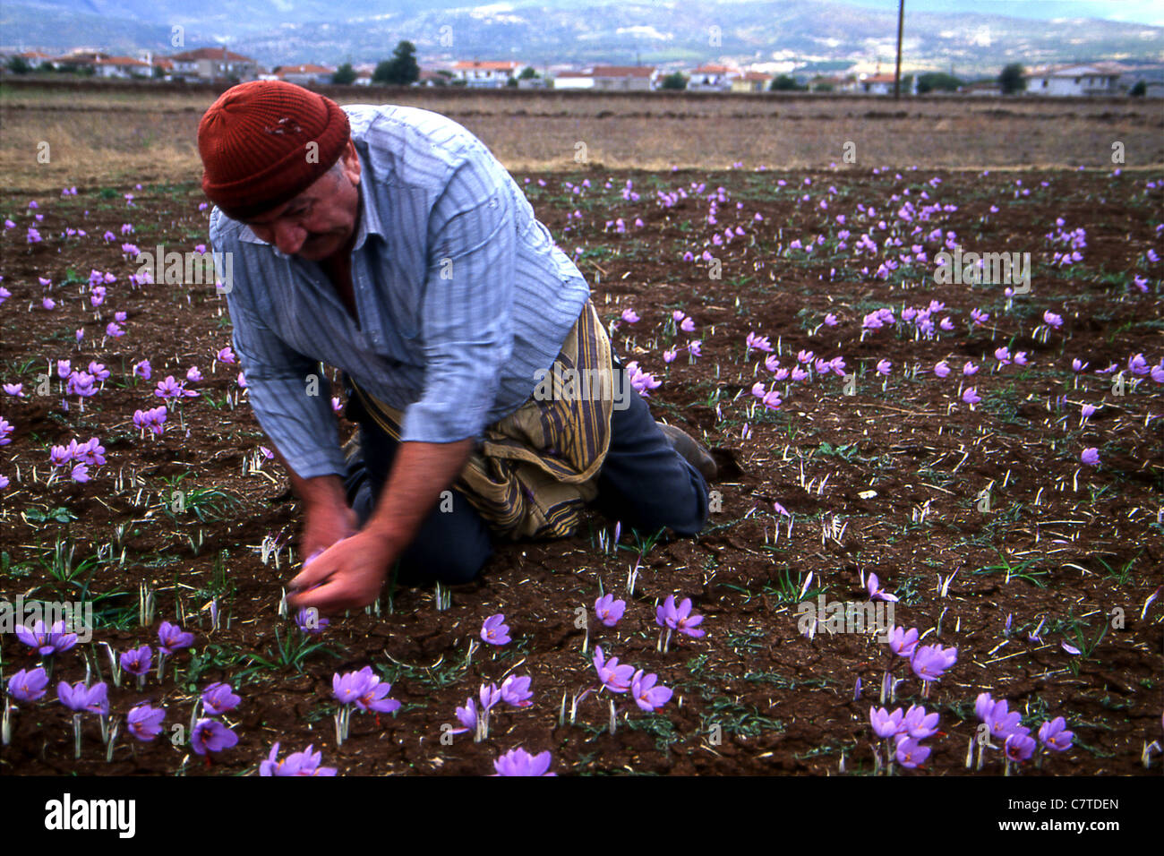 Collect Saffron flower at Kozani Macedonia Greece Stock Photo - Alamy
