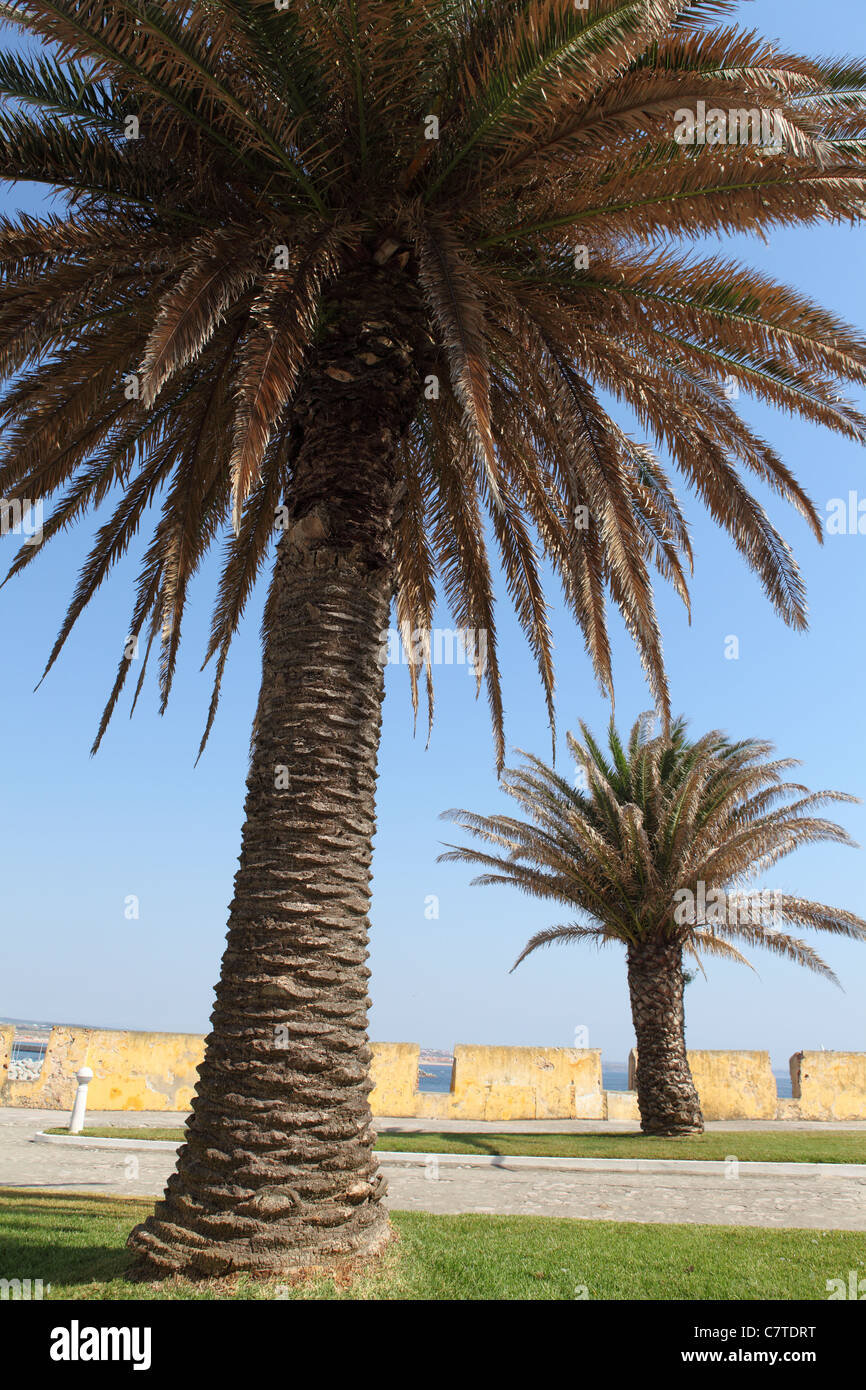 Flora of southern portugal hi-res stock photography and images - Alamy