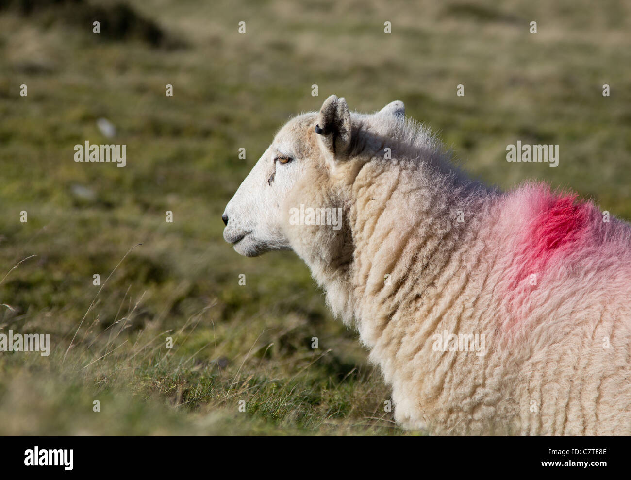 Welsh mountain ewe on Pumlumon mountain Stock Photo - Alamy