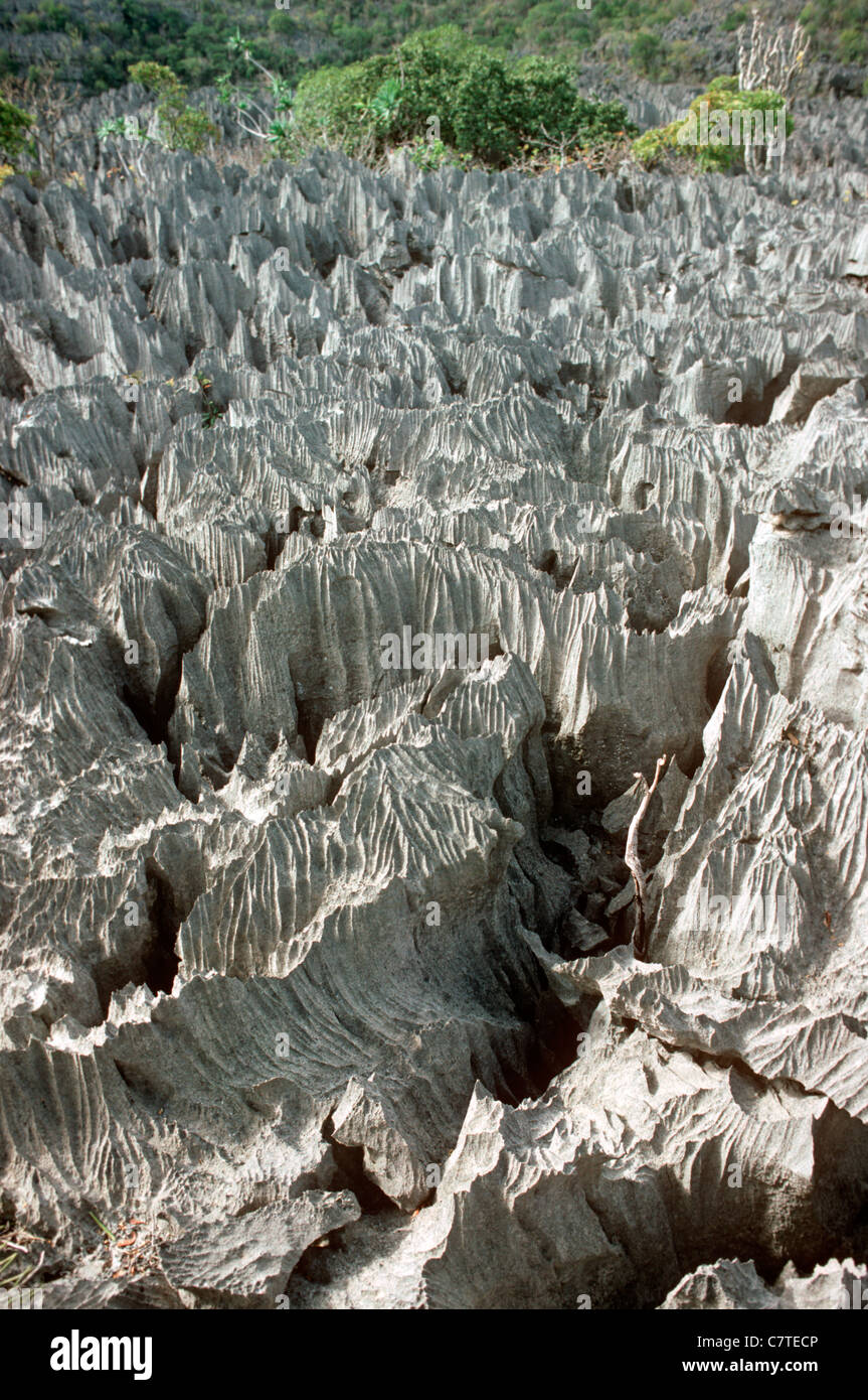 Limestone pinnacles or tsingy in Ankarana Special Reserve, home of rare ...
