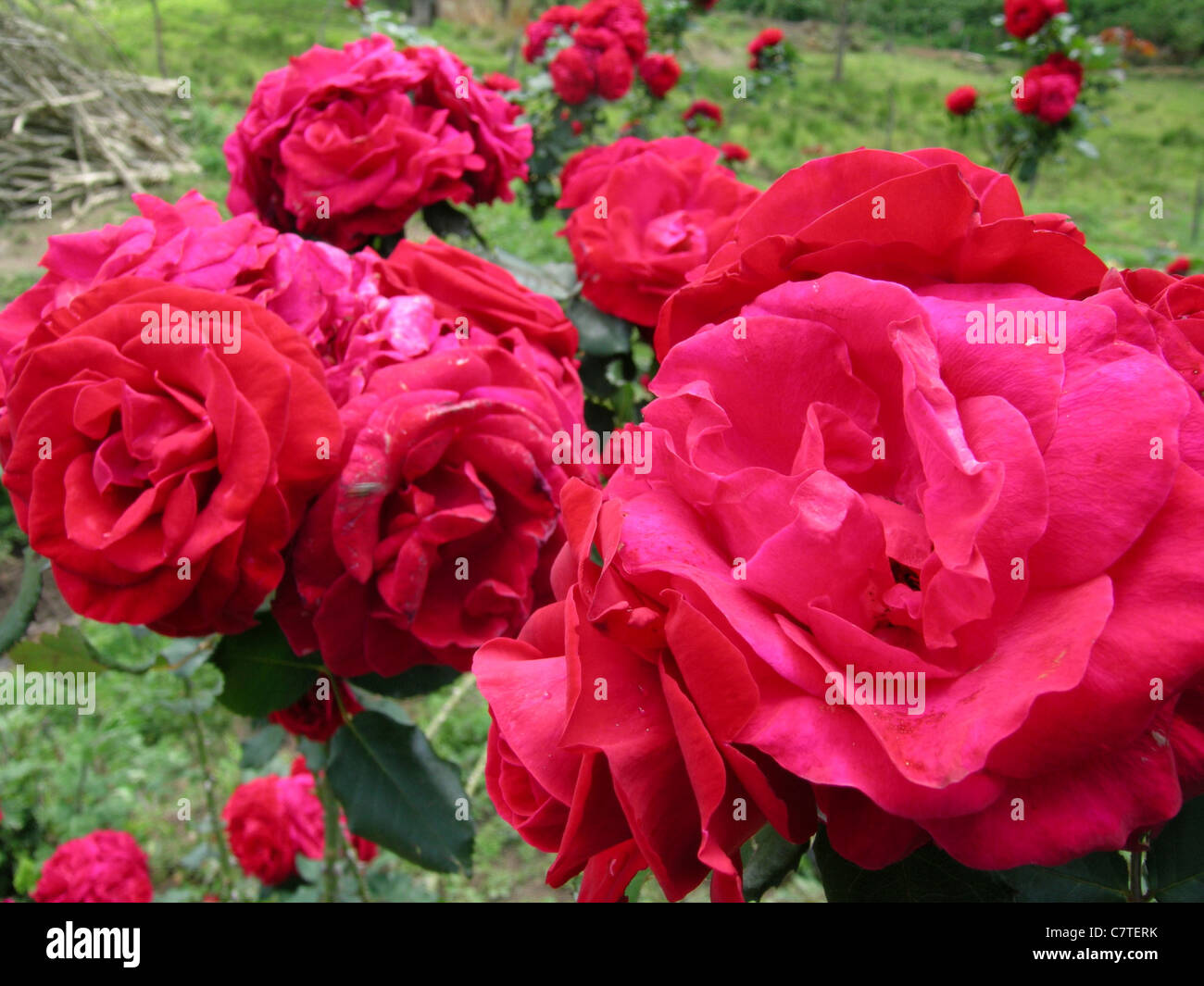 Red roses, colorful flowers. Nature, botany, flora Stock Photo - Alamy