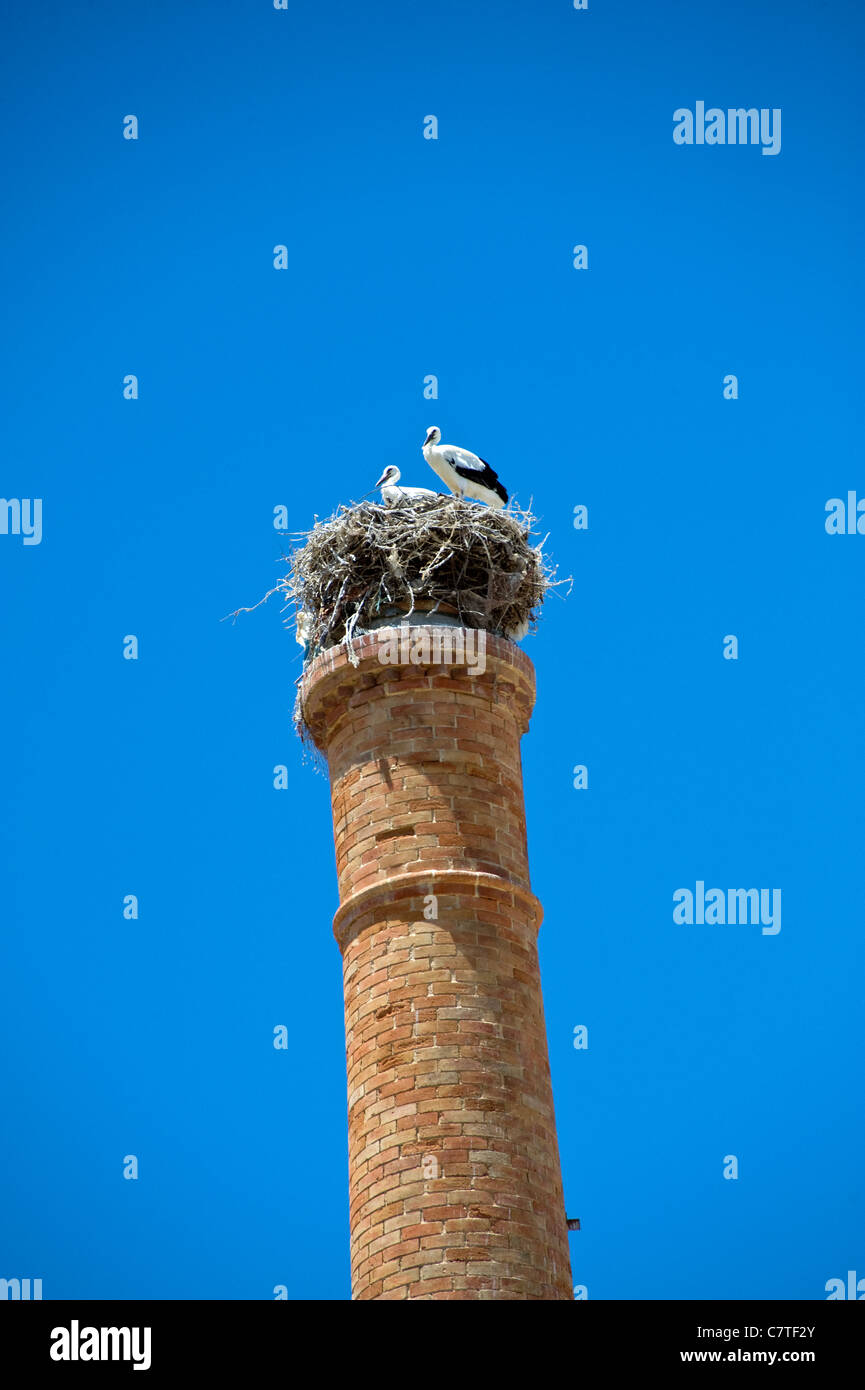White storks algarve hi-res stock photography and images - Alamy