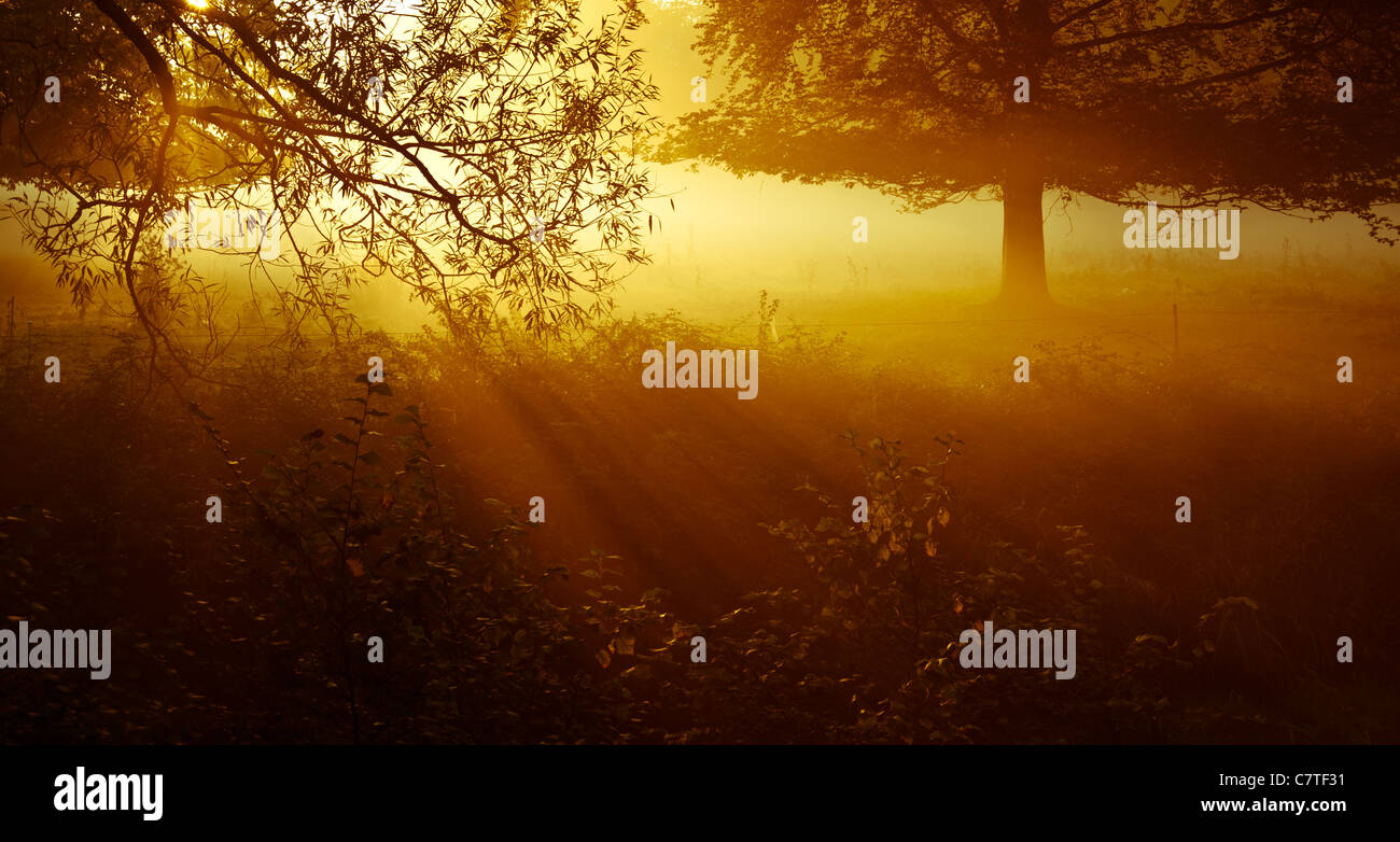 Beautiful light at dawn through mist and trees in the UK Stock Photo ...