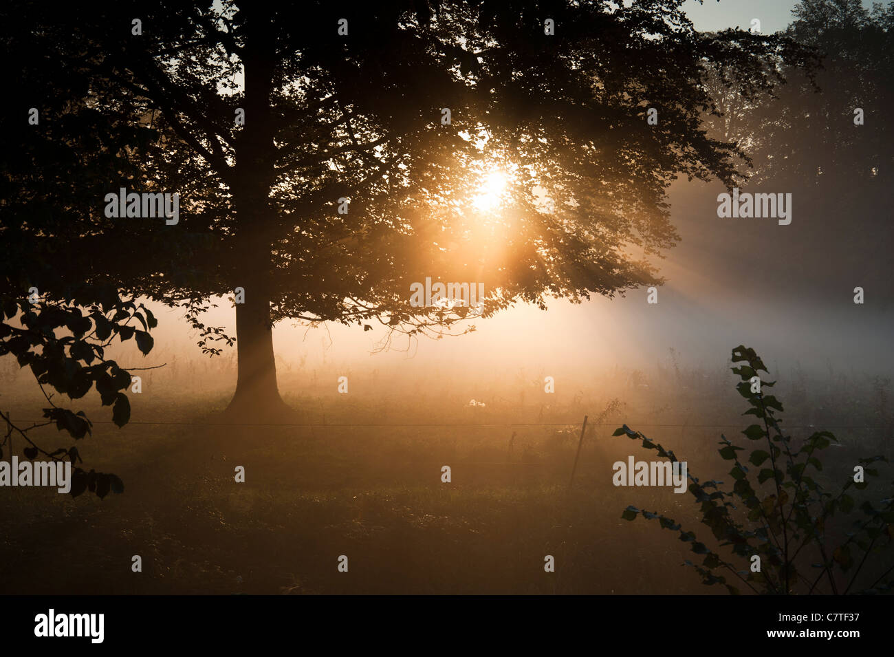 Dawn sunlight through trees autumn uk hi-res stock photography and ...