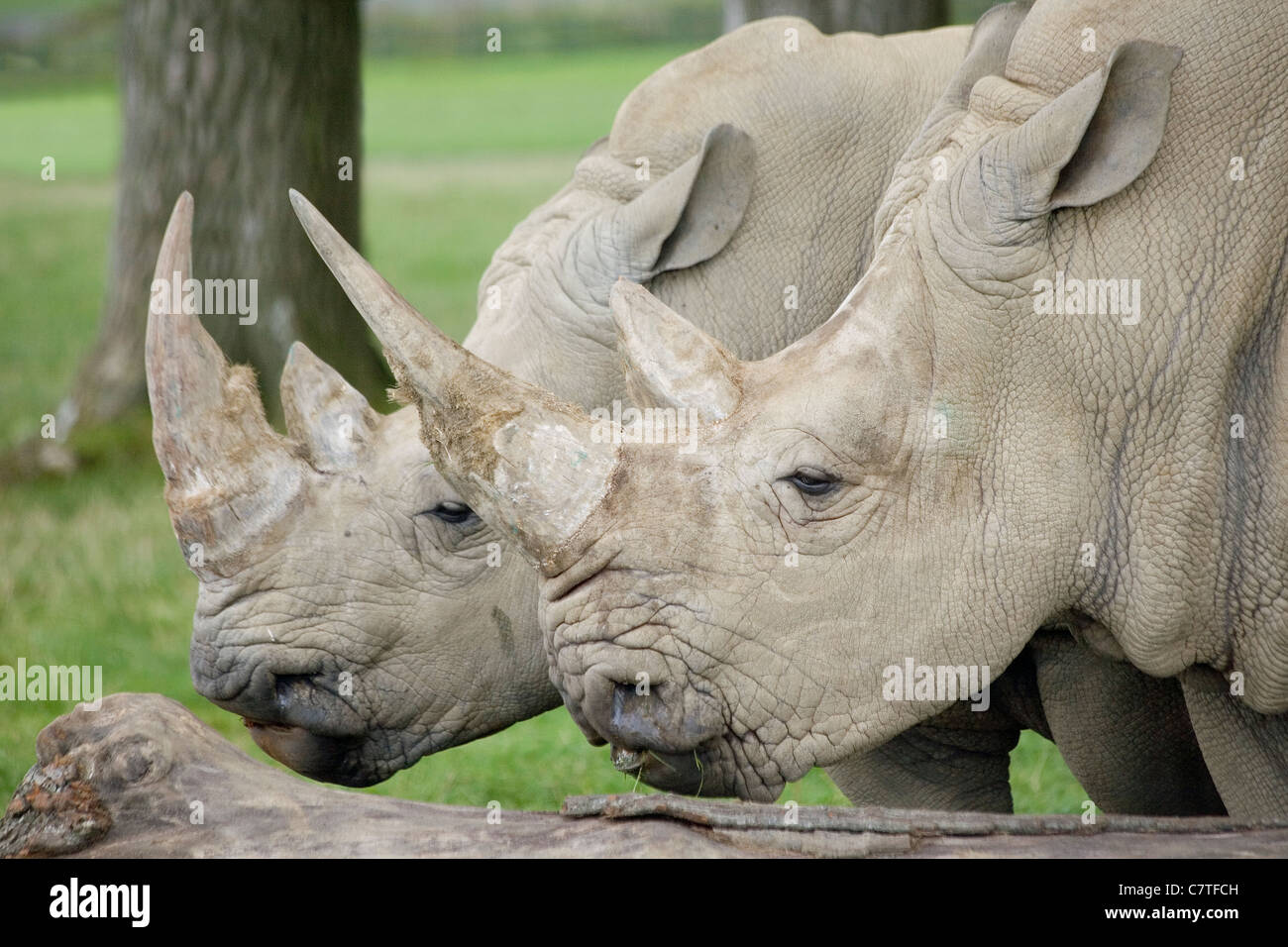 Two white rhinoceros hi-res stock photography and images - Alamy