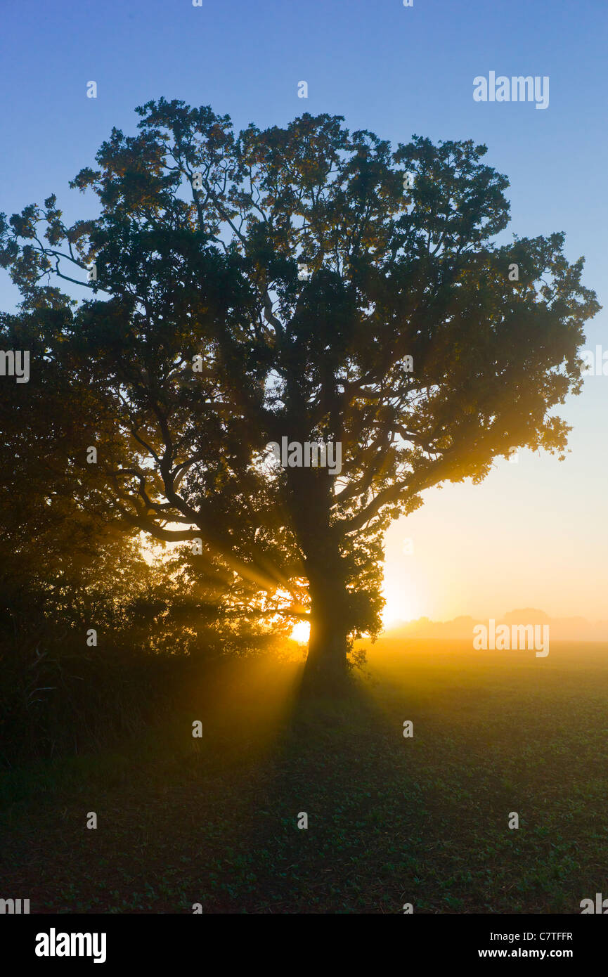 Sunrising behind an Oak Tree Stock Photo - Alamy