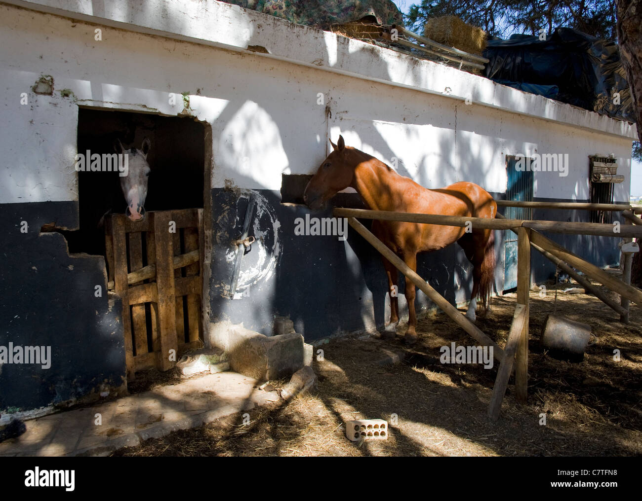 Horses in spain hi-res stock photography and images - Alamy
