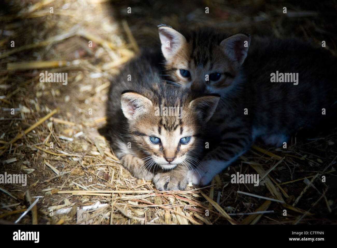 Two very cute Spanish kittens in horse stable Stock Photo - Alamy