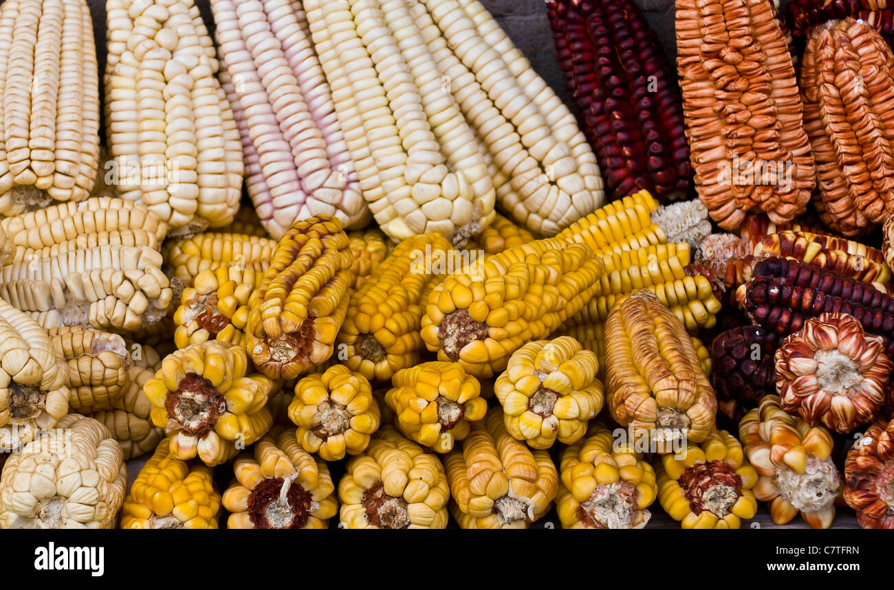 Types of corn hi-res stock photography and images - Alamy