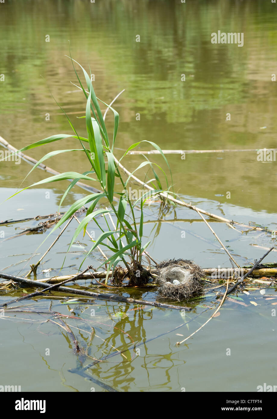 Bird's nest with eggs floating down river Stock Photo - Alamy