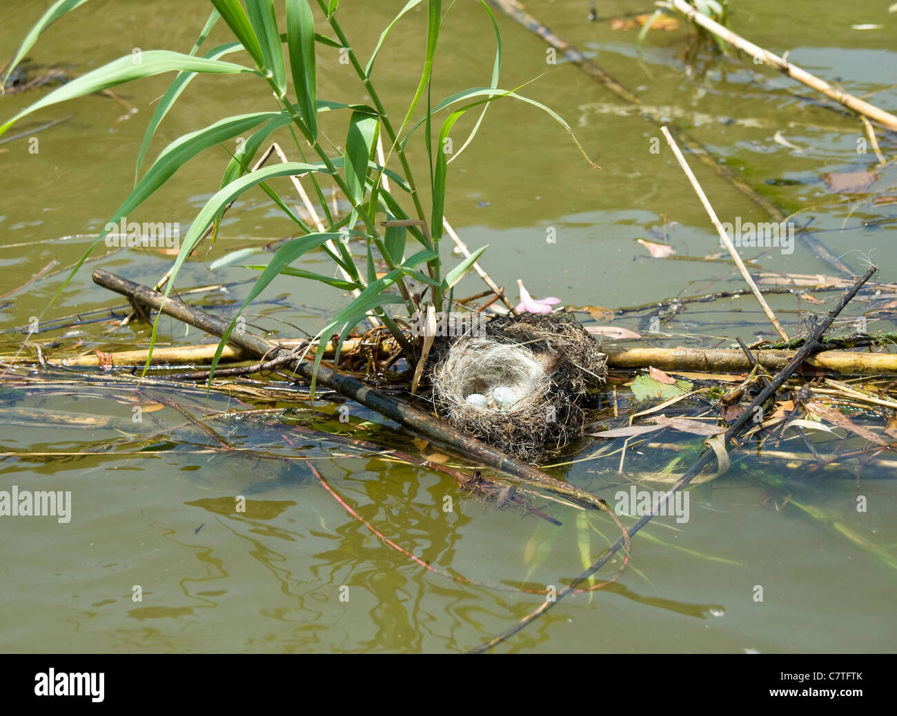 Bird's nest with eggs floating down river Stock Photo - Alamy