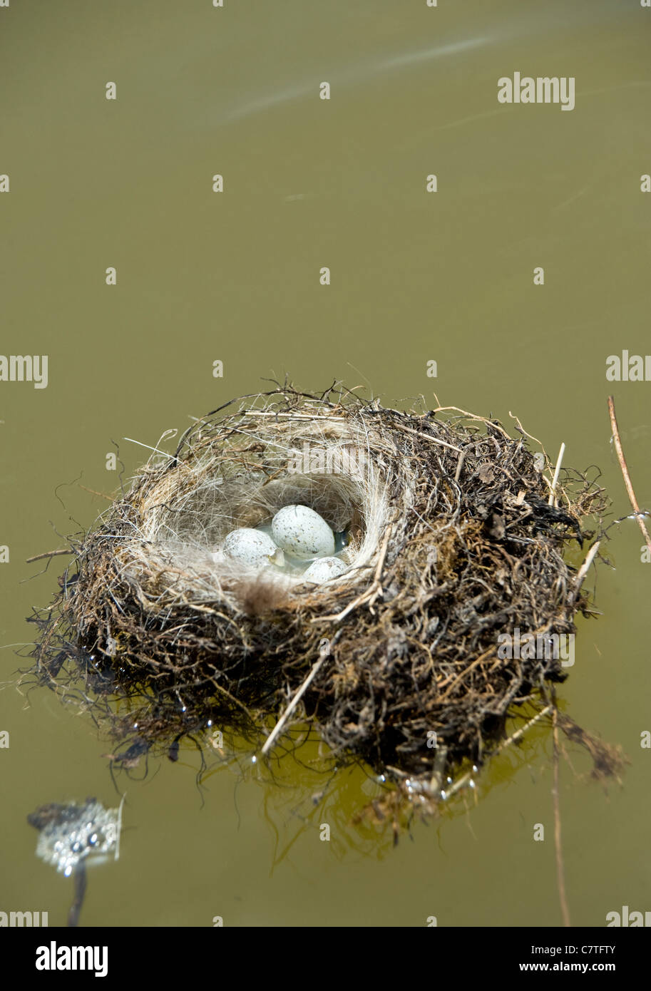 Bird's nest with eggs floating down river Stock Photo - Alamy