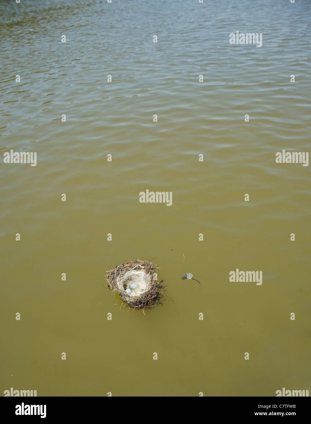 Bird's nest with eggs floating down river Stock Photo - Alamy