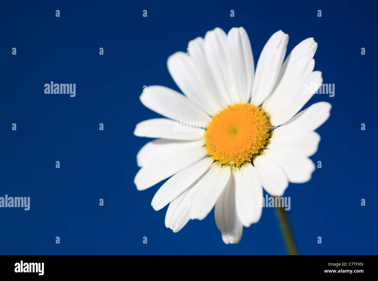 Daisy flower on a deep blue background Stock Photo - Alamy