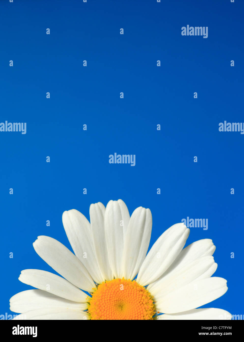 Simple daisy flower hi-res stock photography and images - Alamy