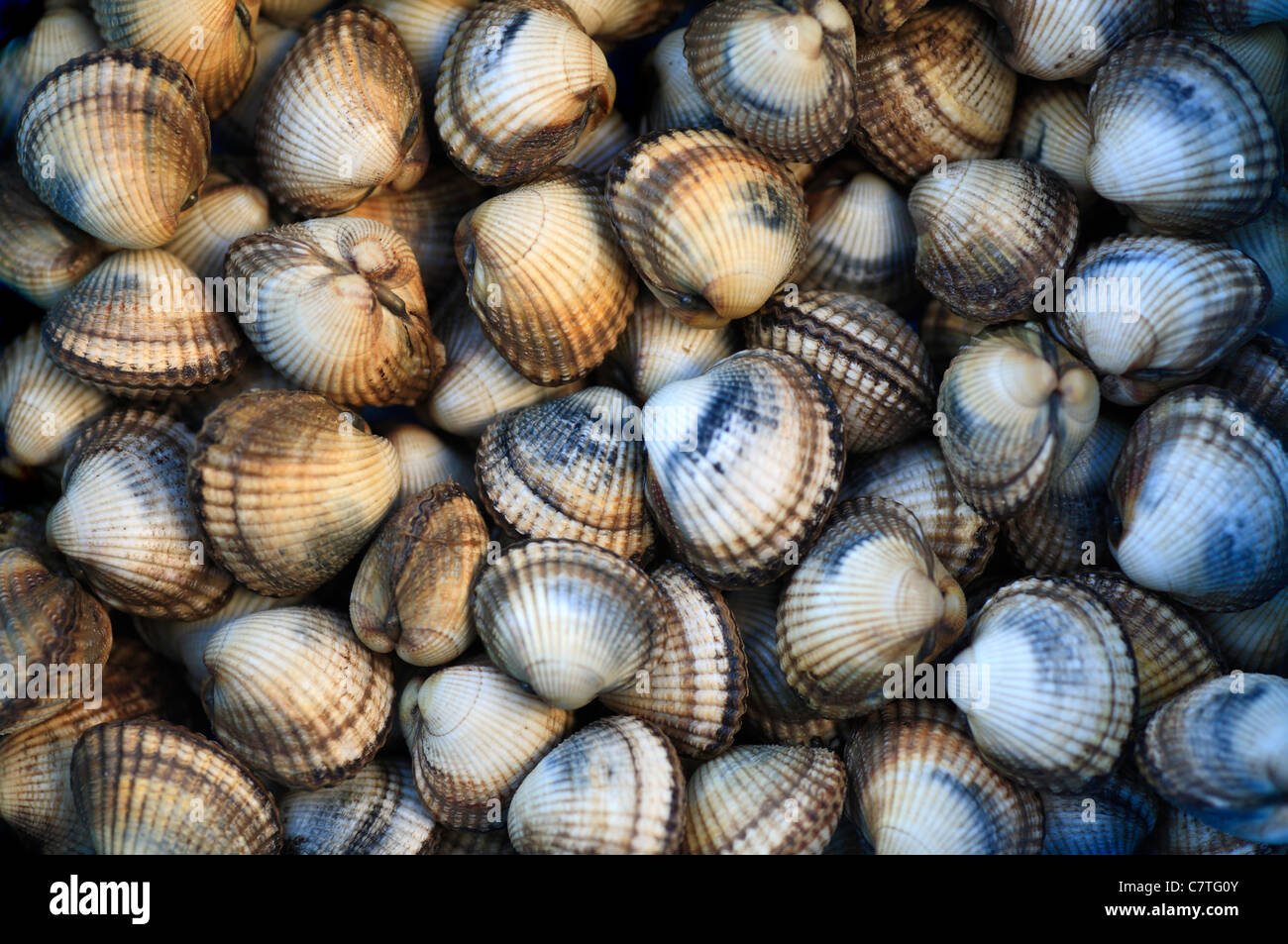 Fresh live cockles before cooking Stock Photo - Alamy