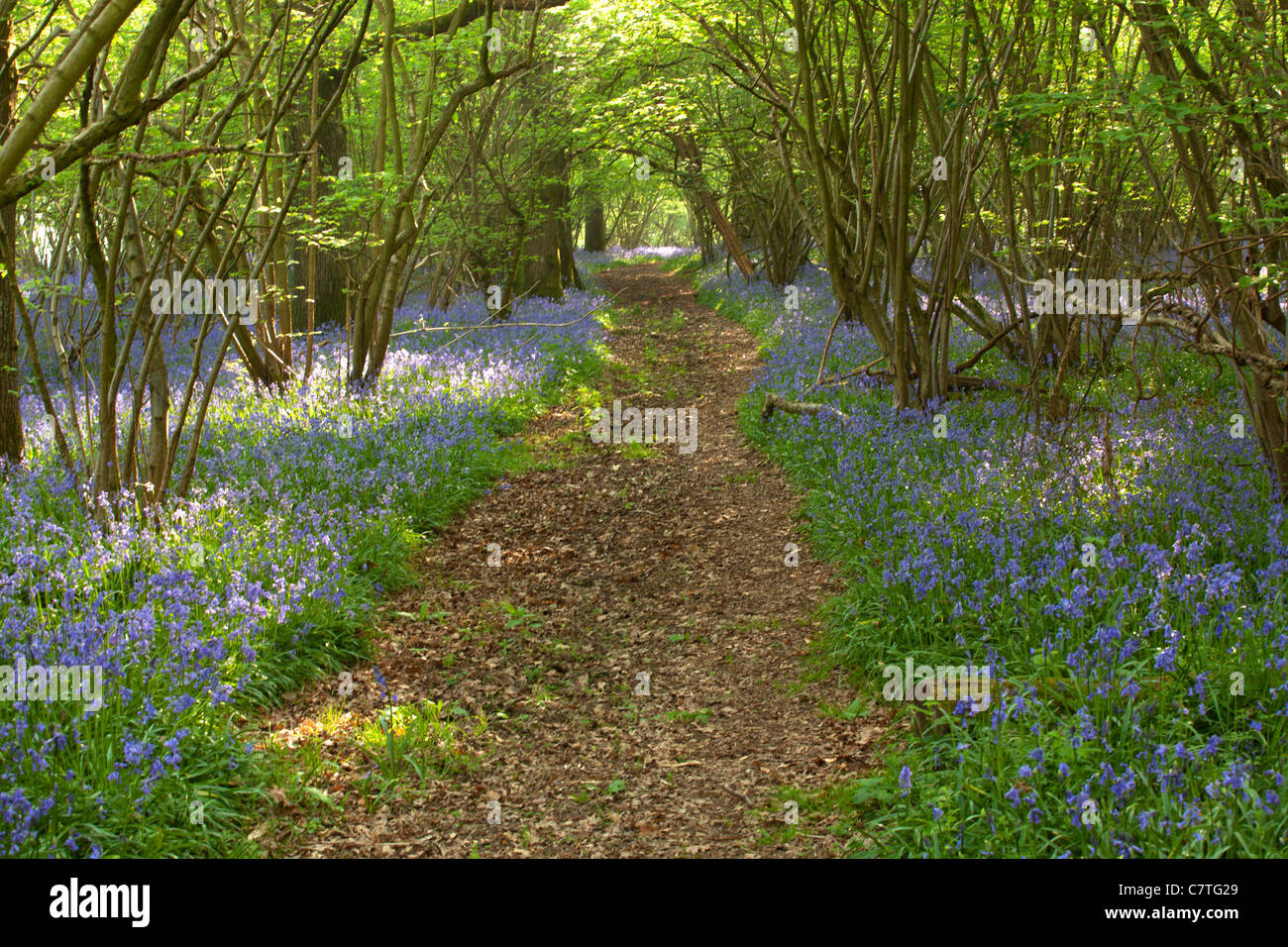Bluebells in woods Stock Photo - Alamy